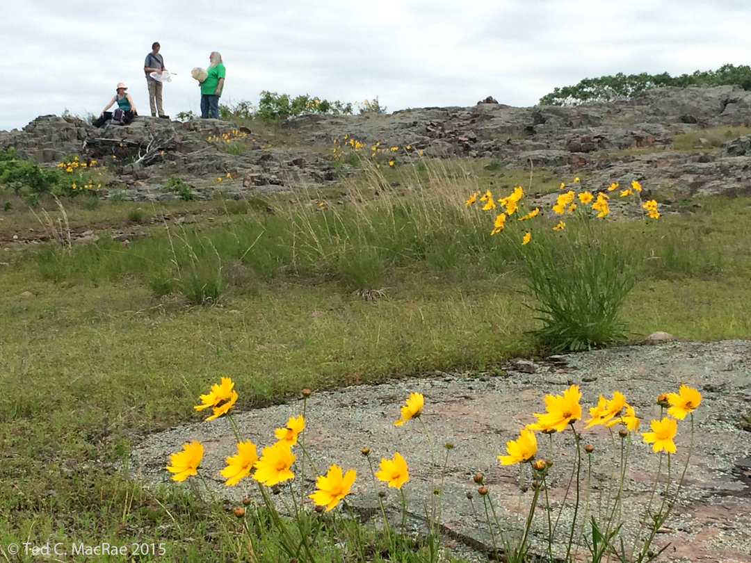 Spring beetles on Coreopsis flowers | Beetles In The Bush