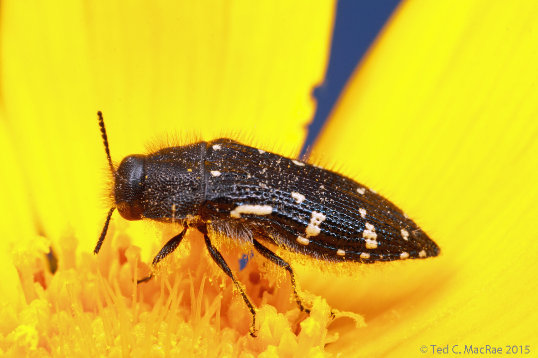 Spring beetles on Coreopsis flowers | Beetles In The Bush