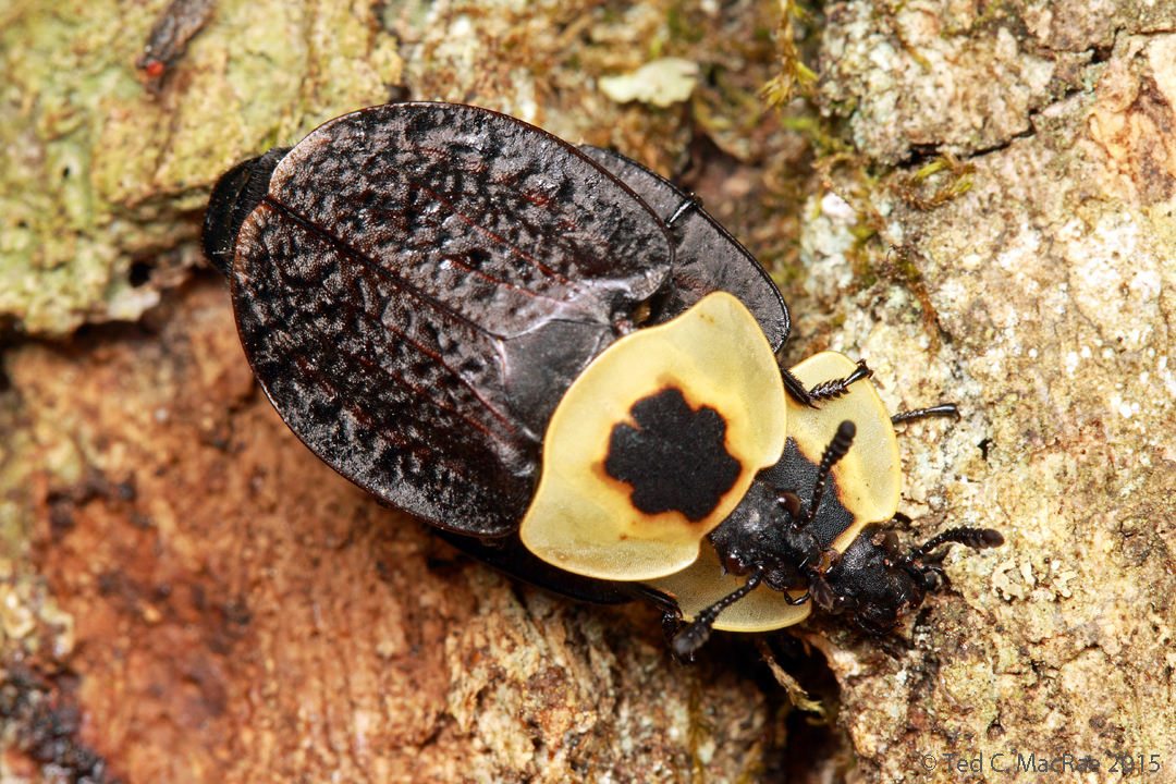 Silphidae | Beetles In The Bush