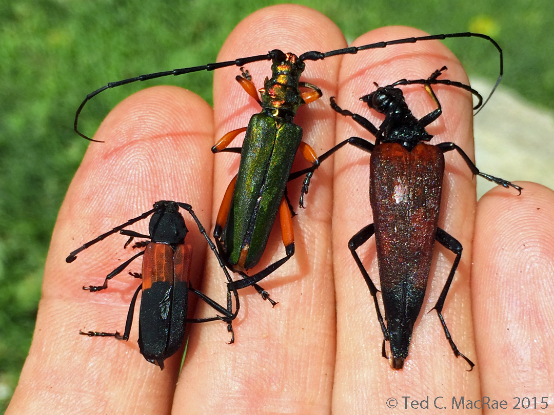 Beetle Collecting 101: Fermenting bait traps for collecting longhorned ...