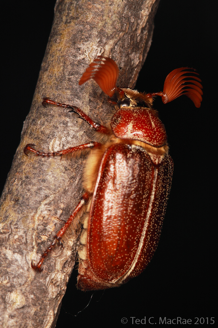 Super duper June bugs | Beetles In The Bush