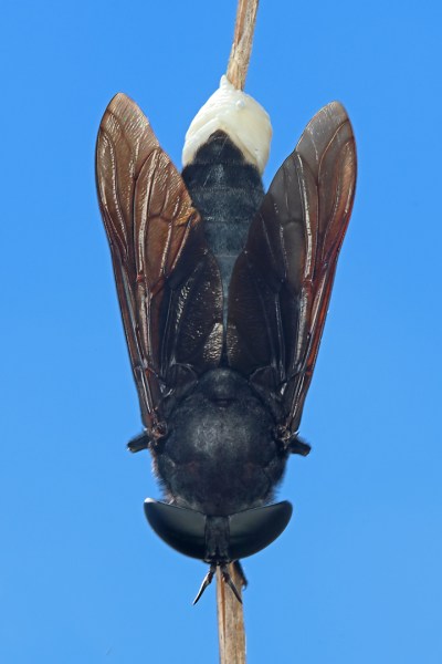 T.G.I.Flyday—Black horse fly (Tabanus atratus) | Beetles In The Bush