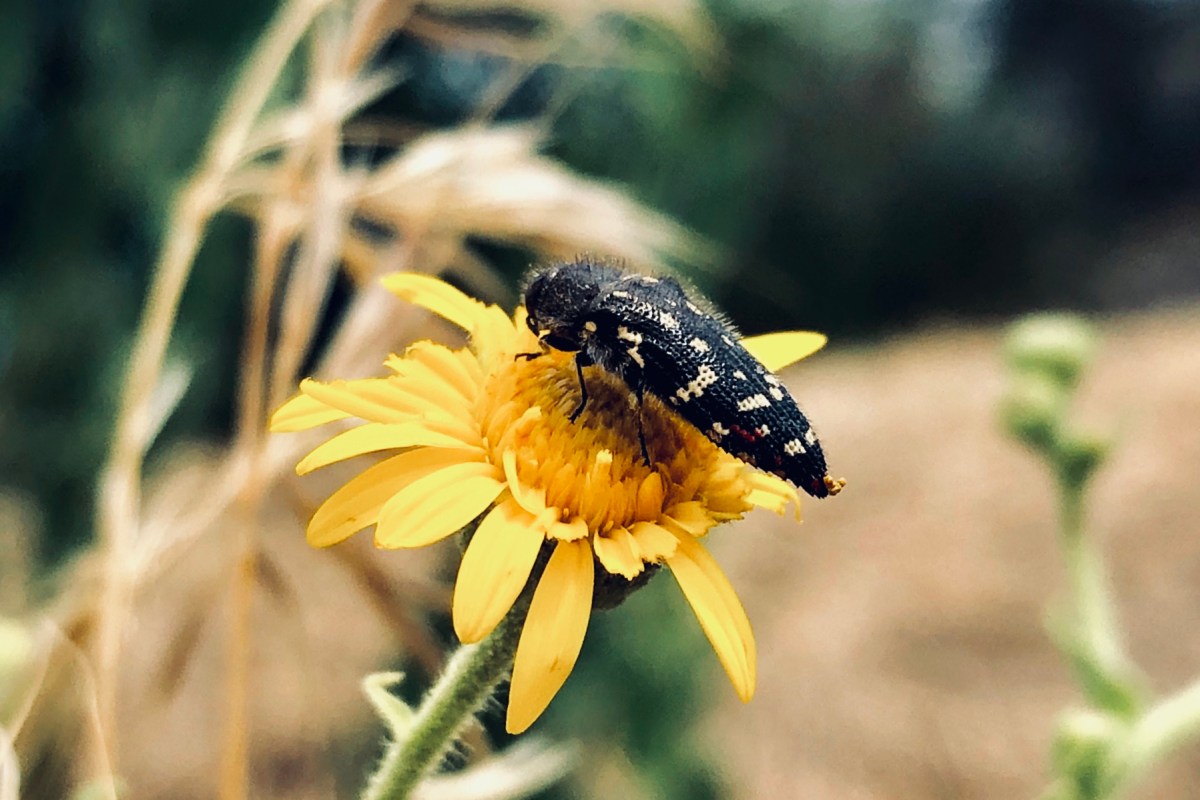 2019 Arizona/New Mexico/California Insect Collecting Trip iReport ...