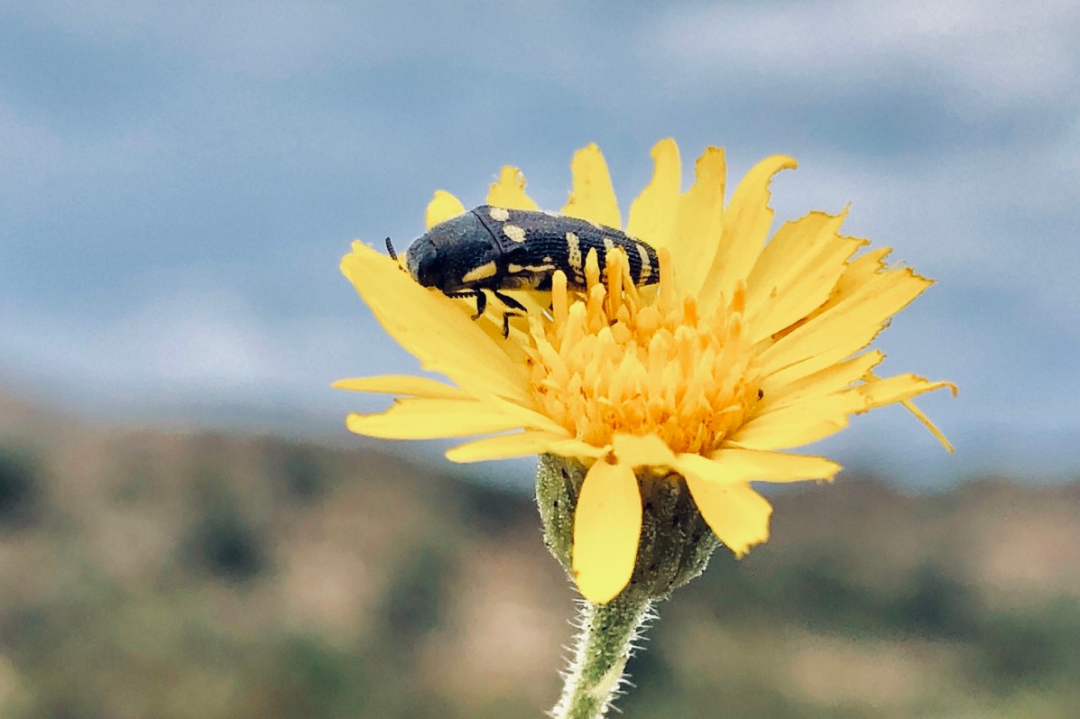 2019 Arizona/New Mexico/California Insect Collecting Trip iReport ...