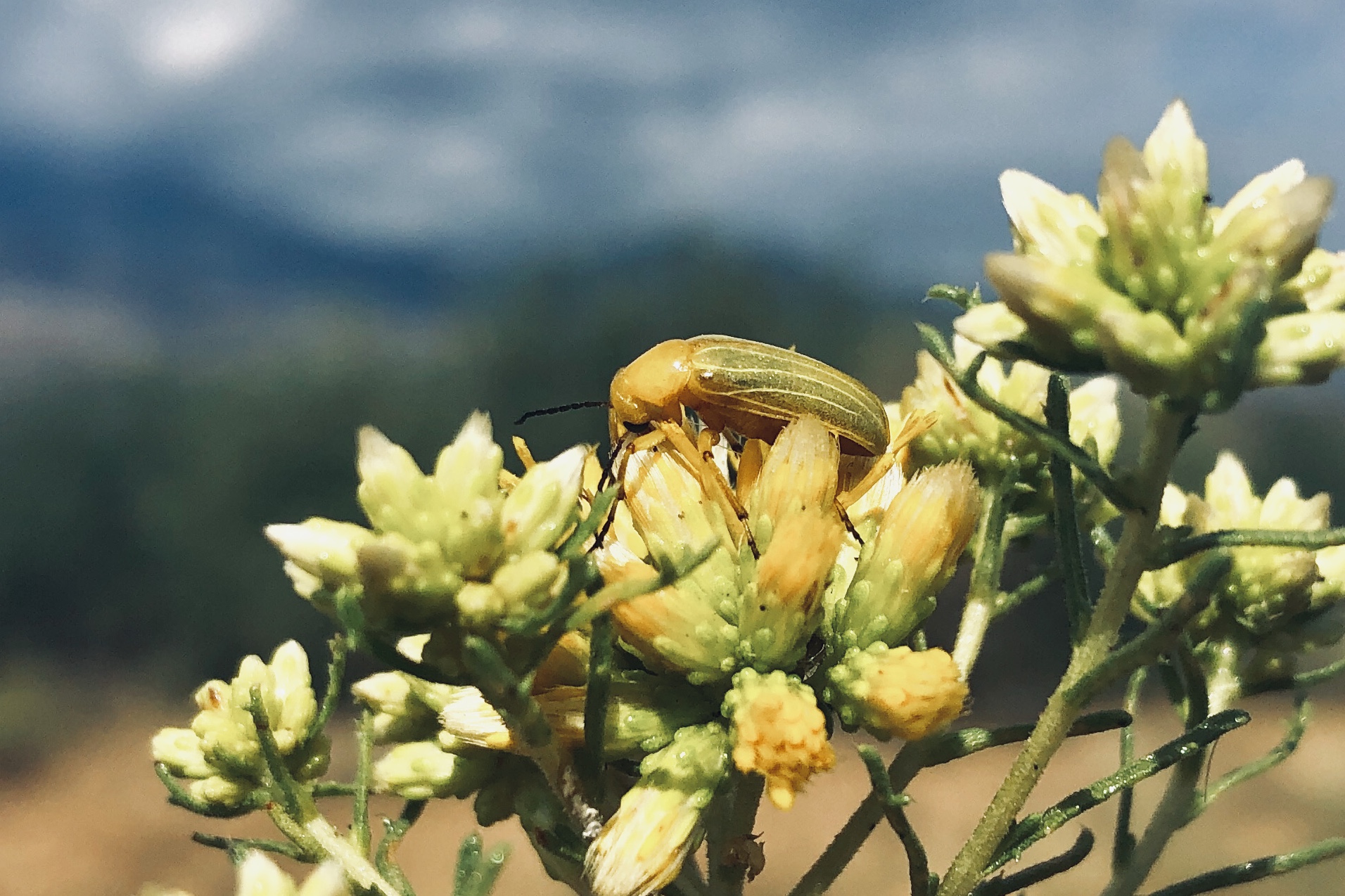2019 Arizona/New Mexico/California Insect Collecting Trip iReport ...