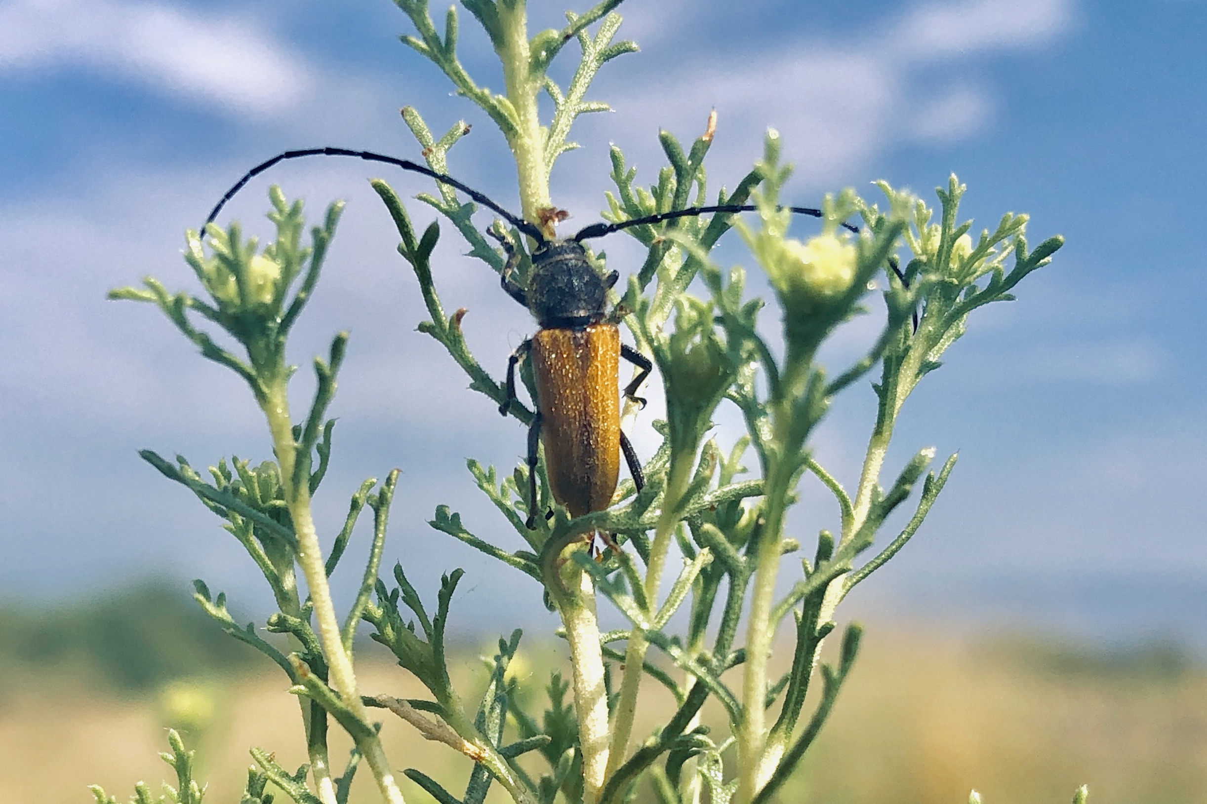 2019 Arizona/New Mexico/California Insect Collecting Trip iReport ...