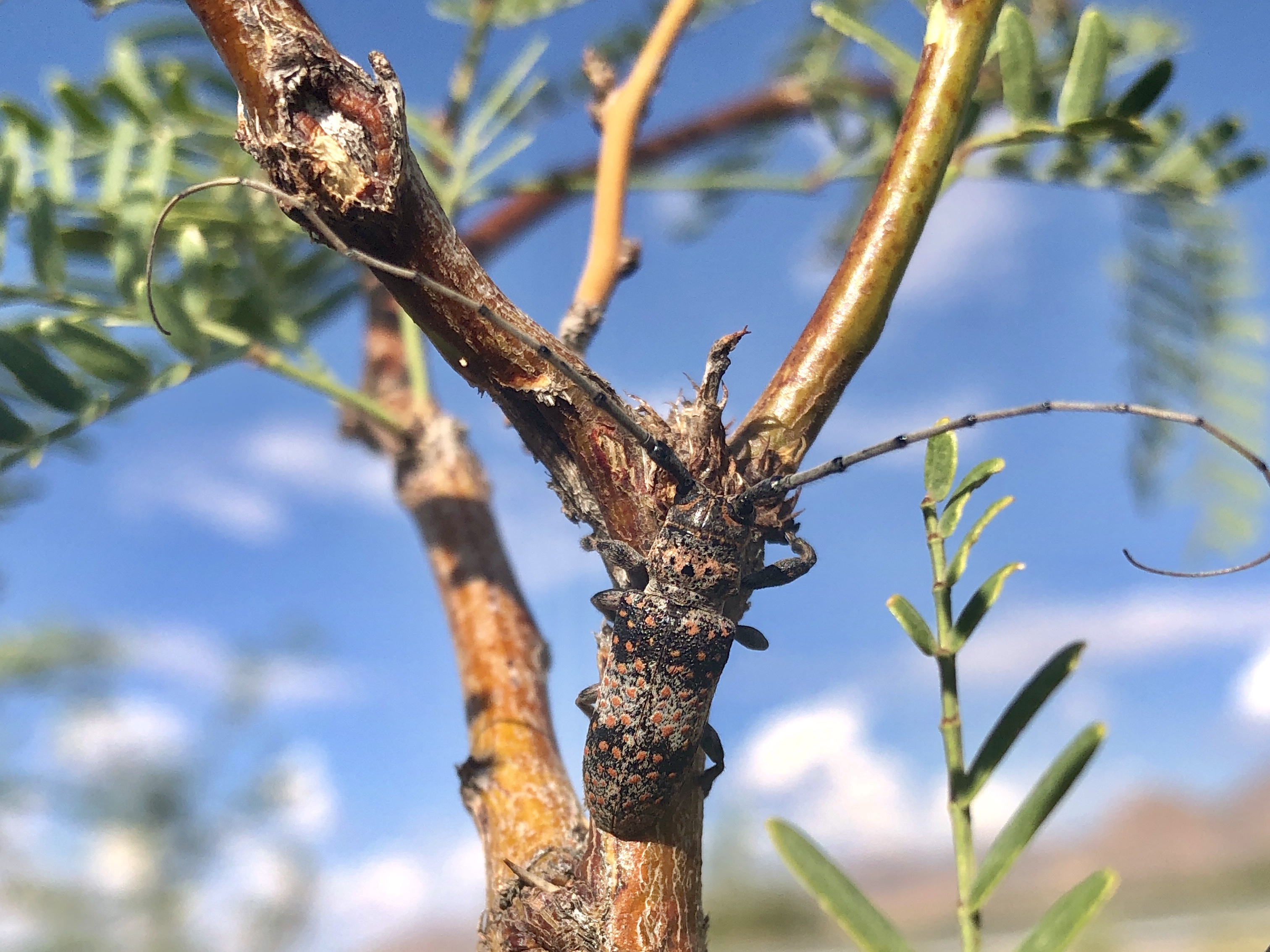 2019 Arizona/New Mexico/California Insect Collecting Trip iReport ...