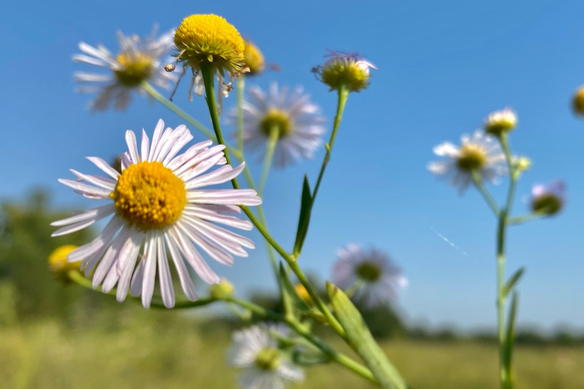 A new population of the federally-endangered decurrent false aster ...