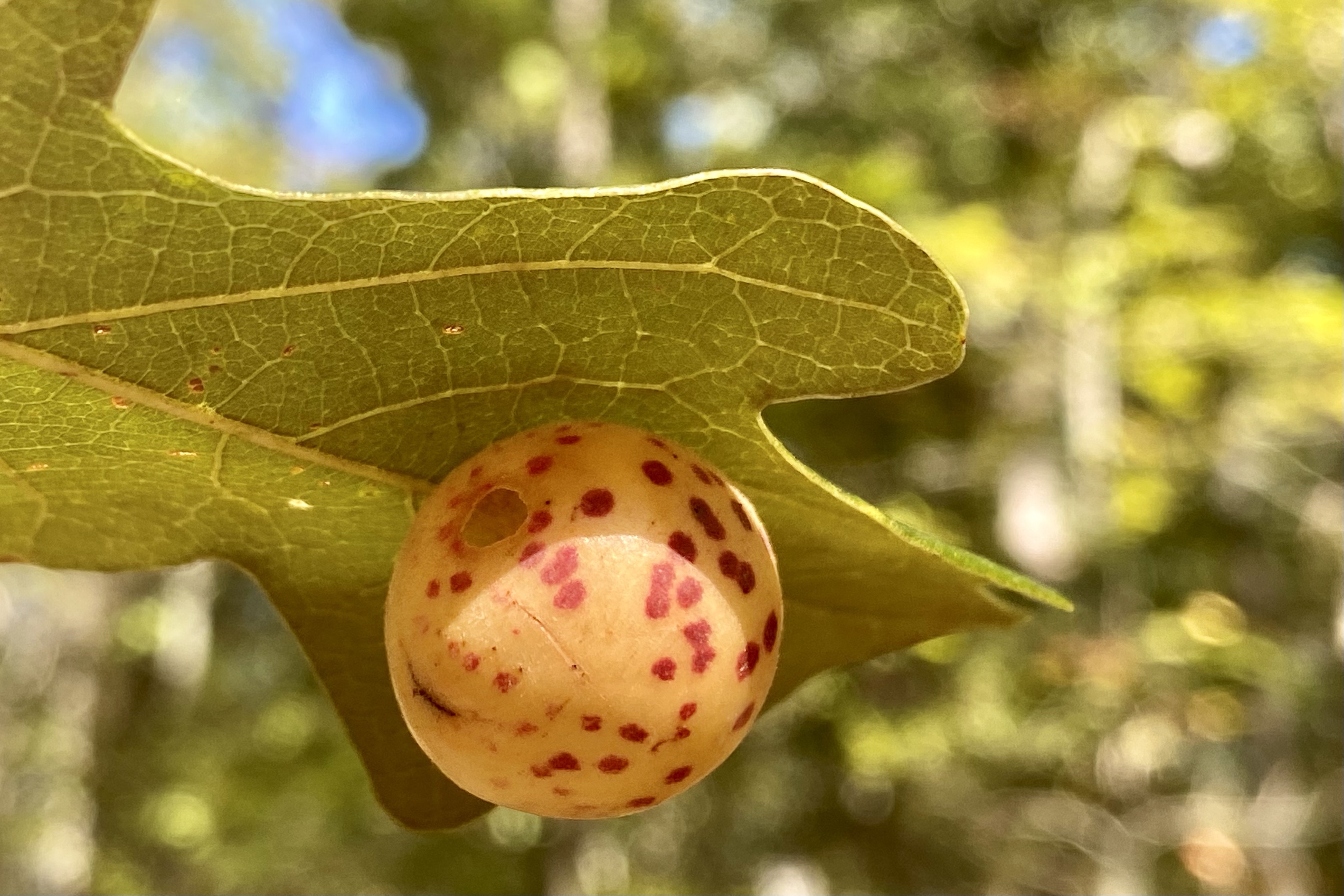 Cynipidae | Beetles In The Bush