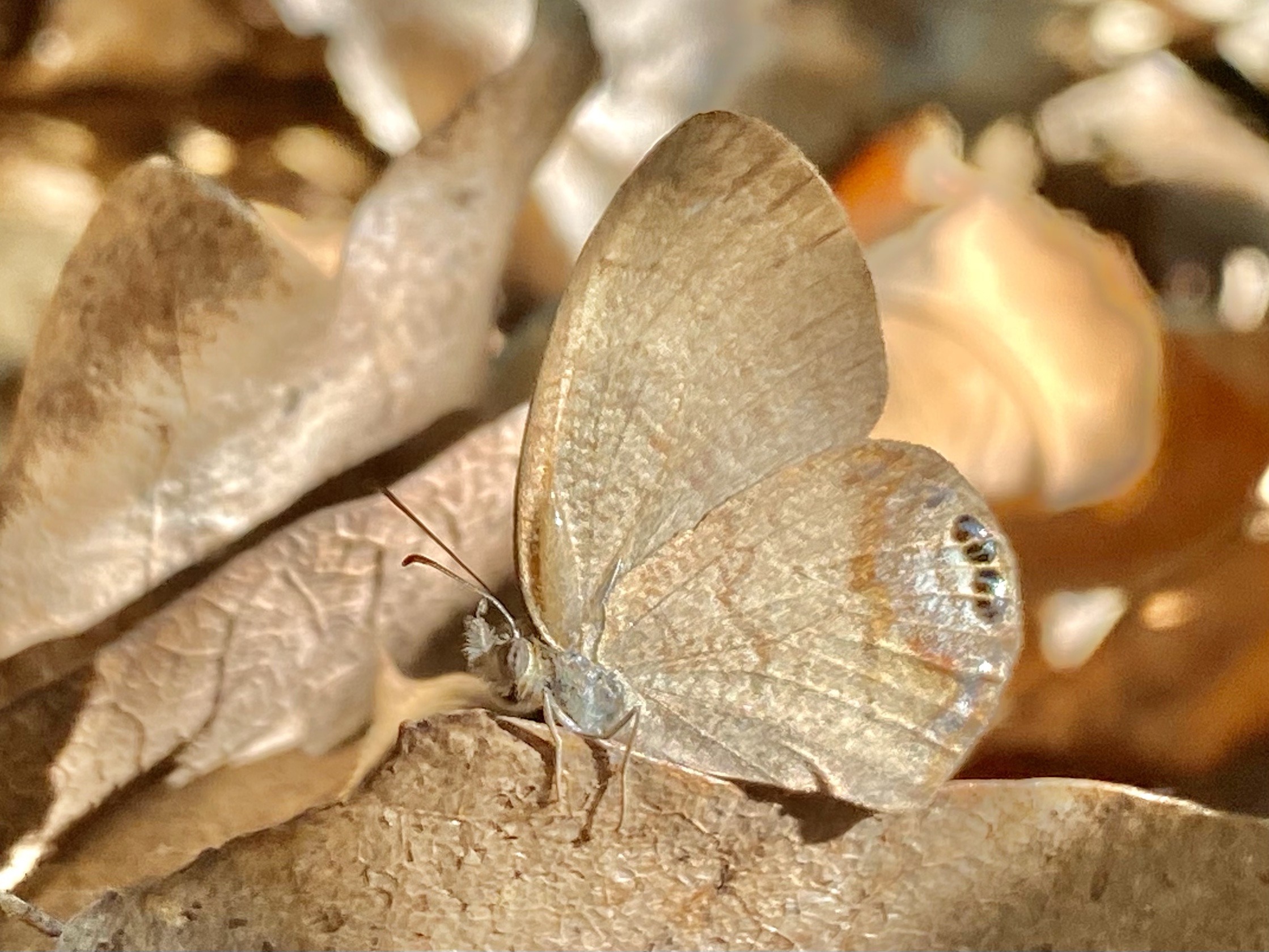 Satyridae | Beetles In The Bush