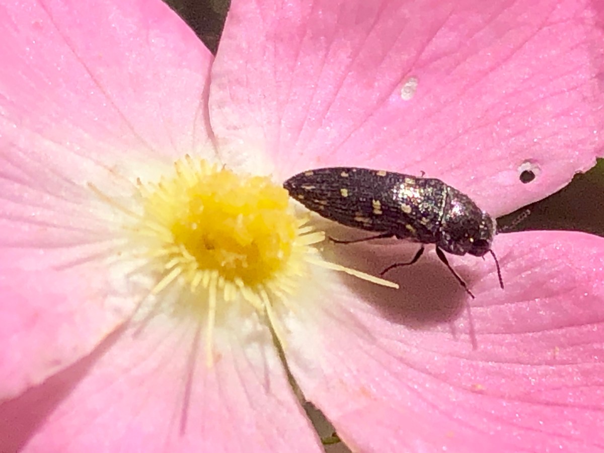 2019 Arkansas/Oklahoma Insect Collecting Trip iReport | Beetles In The Bush