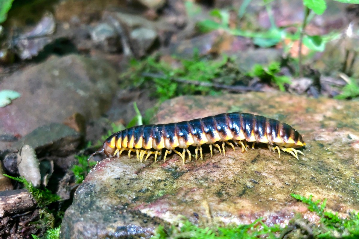2019 Arkansas/Oklahoma Insect Collecting Trip iReport | Beetles In The Bush