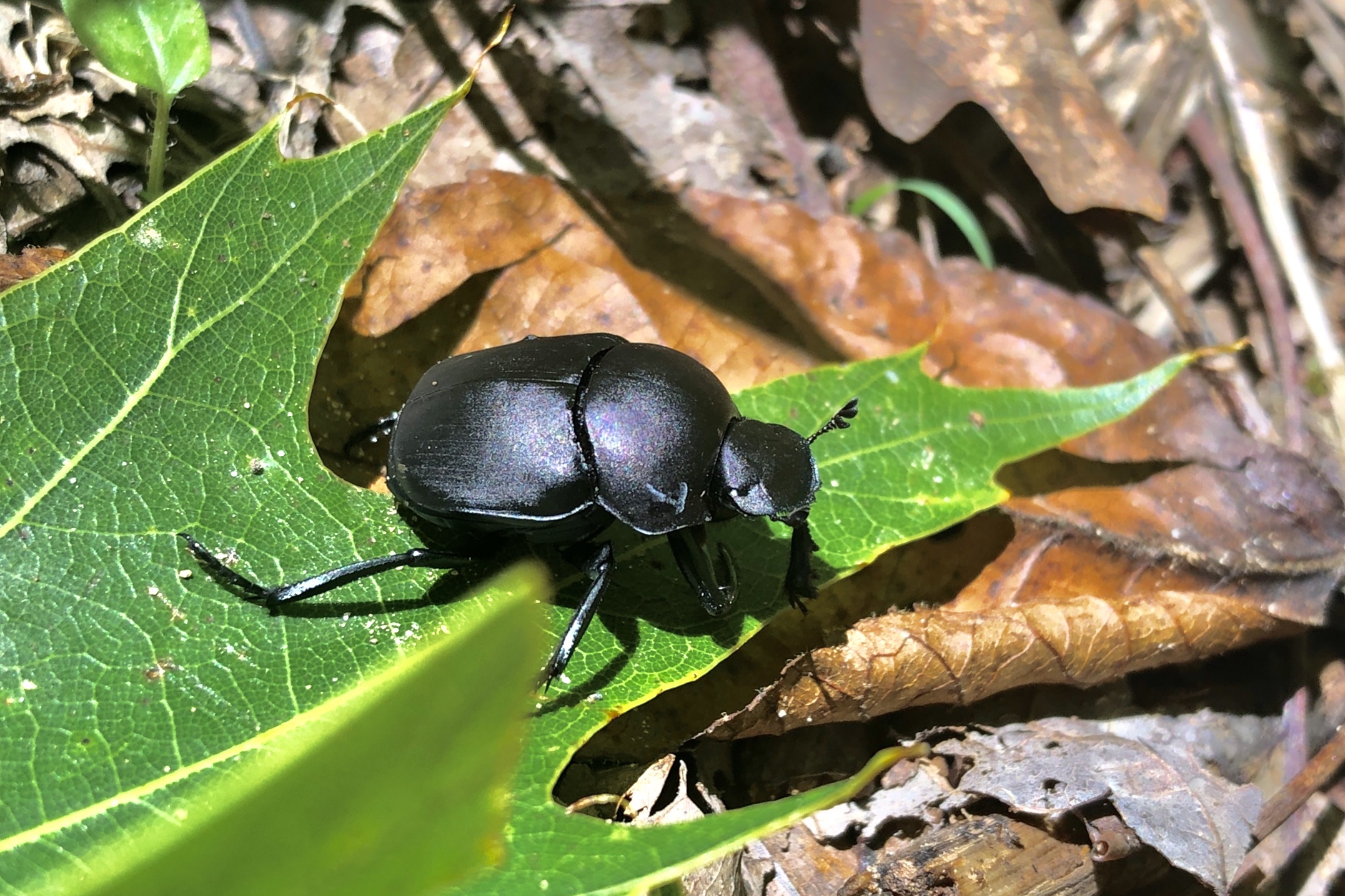 2019 Arkansas/Oklahoma Insect Collecting Trip iReport | Beetles In The Bush