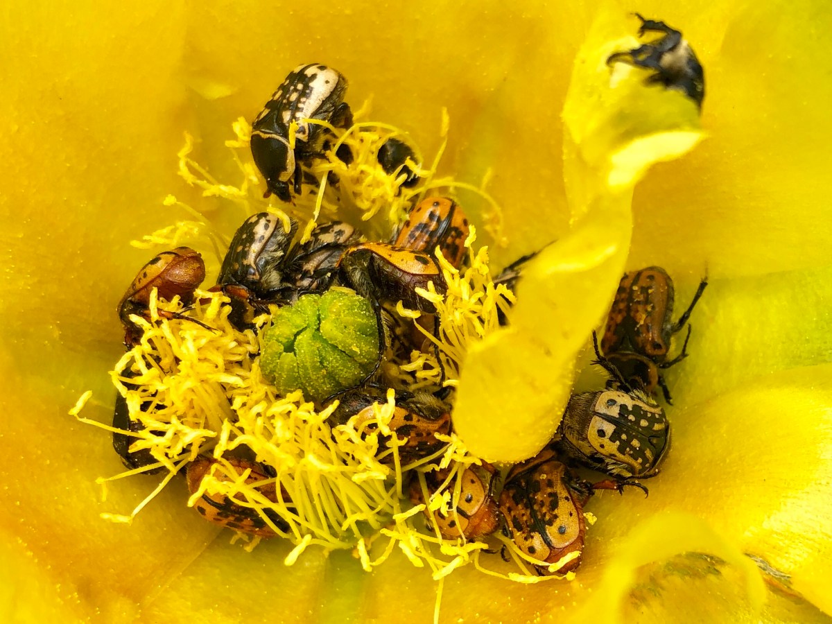 2019 Arkansas/Oklahoma Insect Collecting Trip iReport | Beetles In The Bush