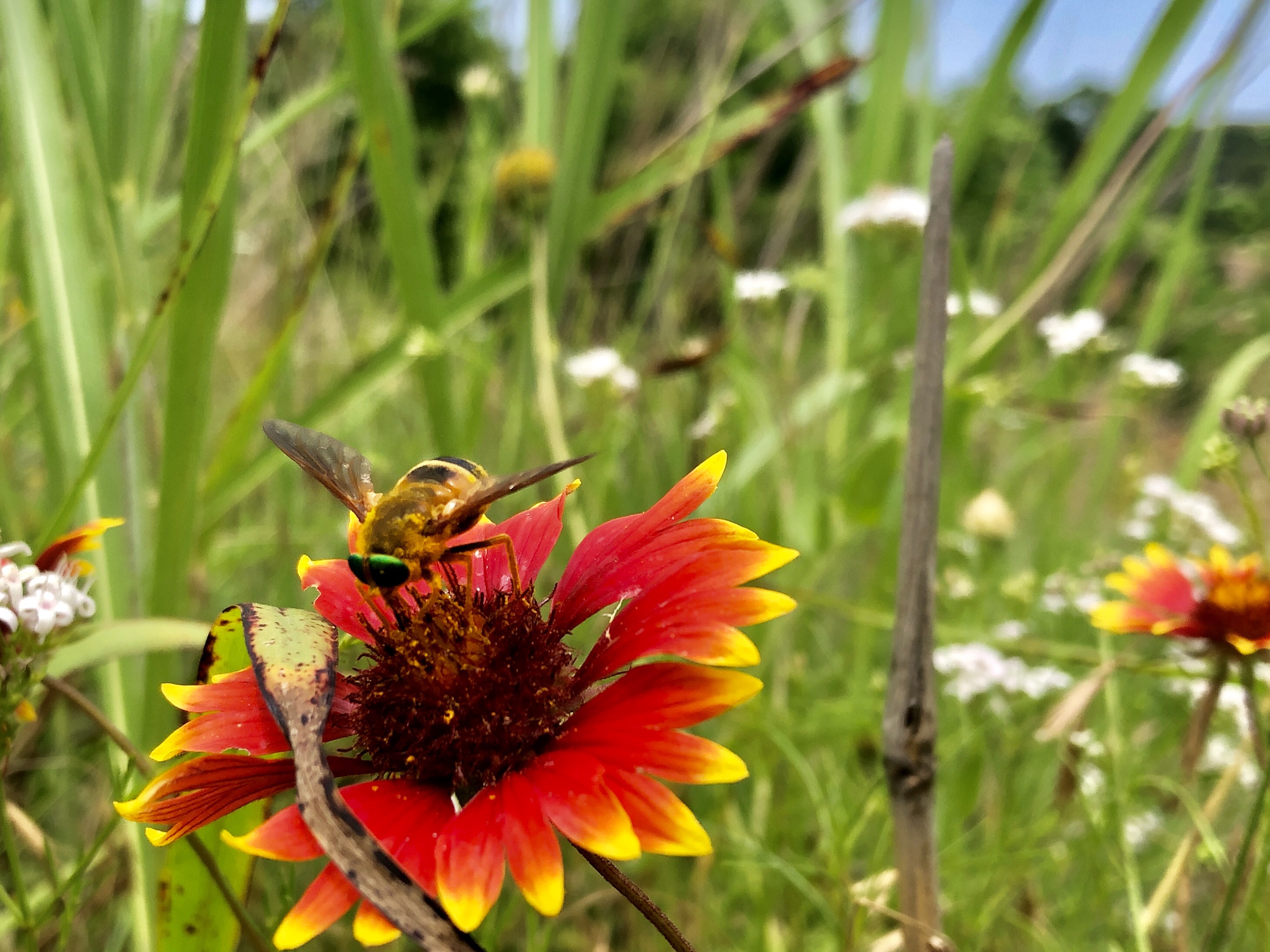 2019 Arkansas/Oklahoma Insect Collecting Trip iReport | Beetles In The Bush