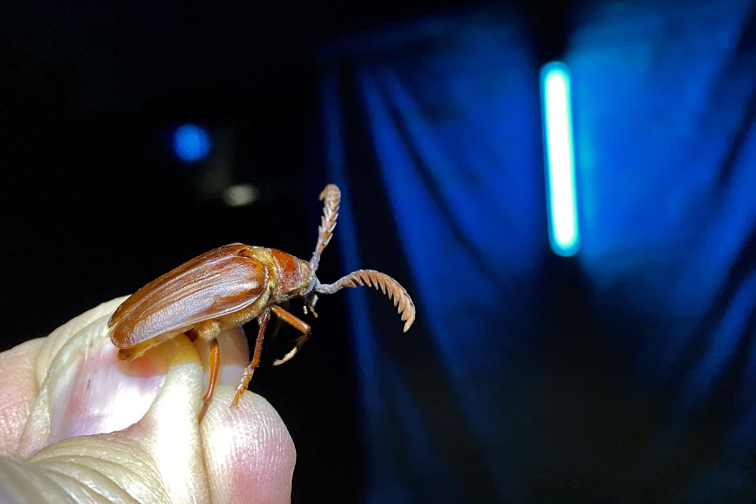 2021 West Texas Insect Collecting Trip iReport | Beetles In The Bush