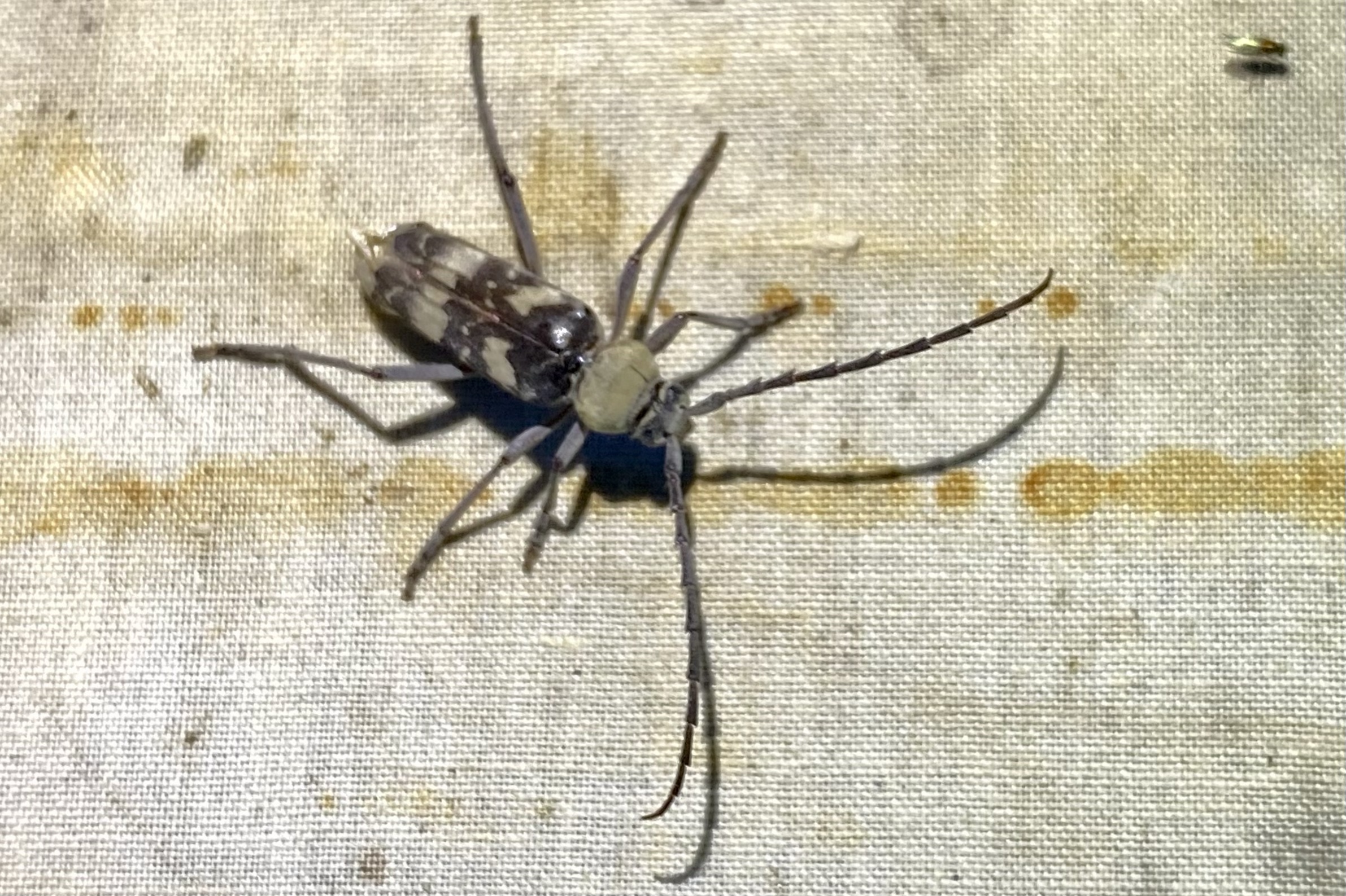 2021 West Texas Insect Collecting Trip iReport | Beetles In The Bush
