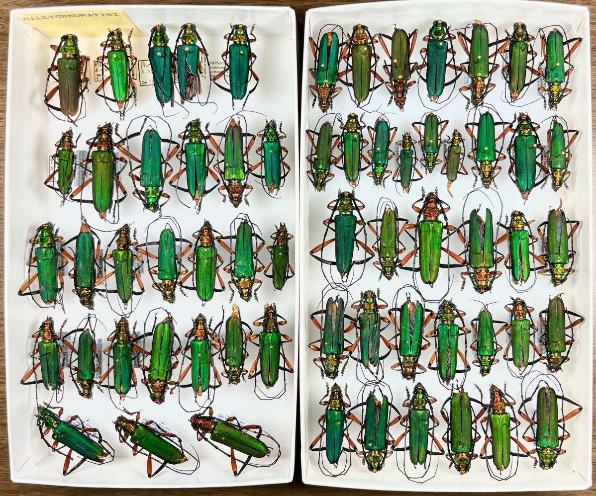 Beetle Collecting 101: Collection Space Saving Tip | Beetles In The Bush