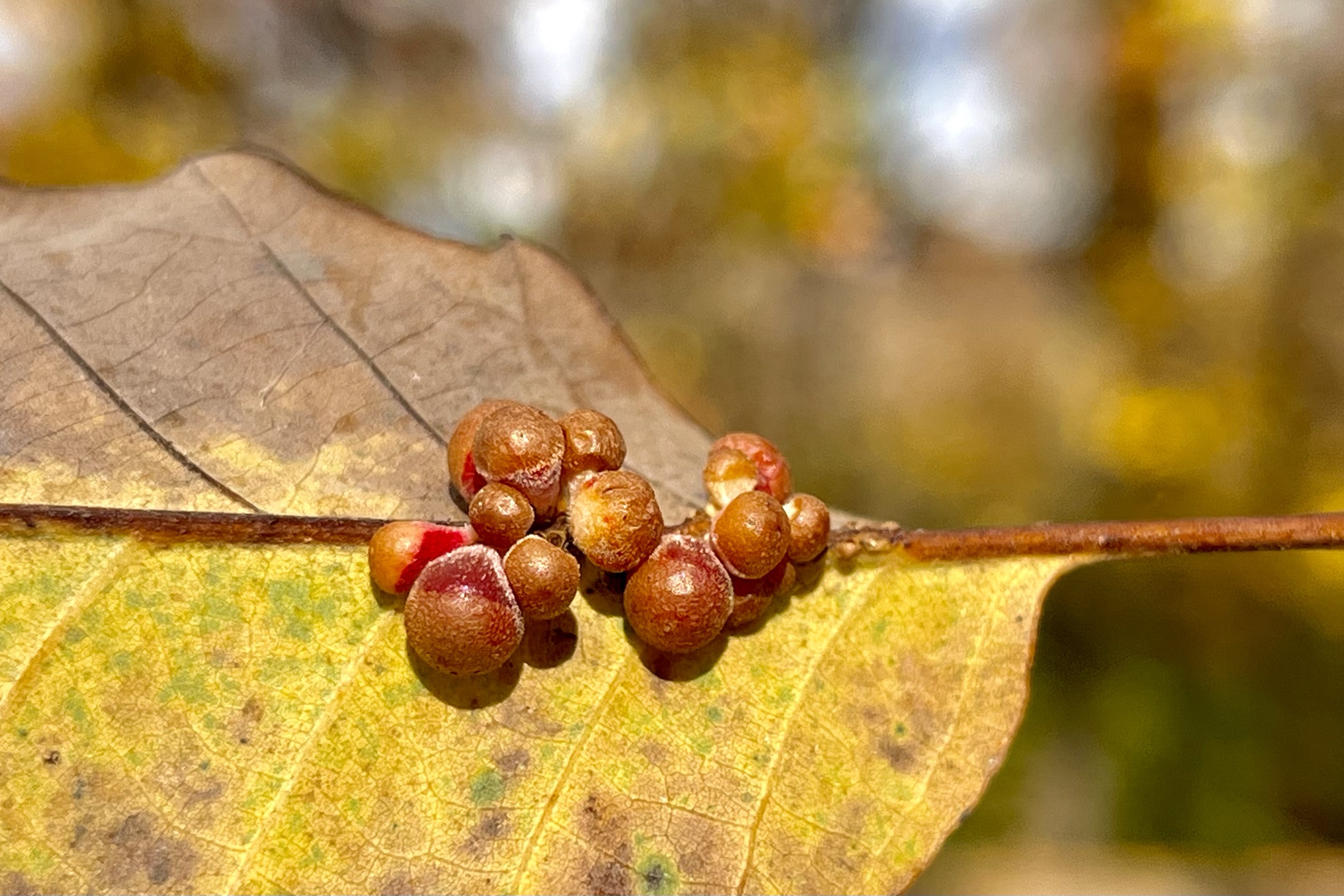 Cynipidae | Beetles In The Bush