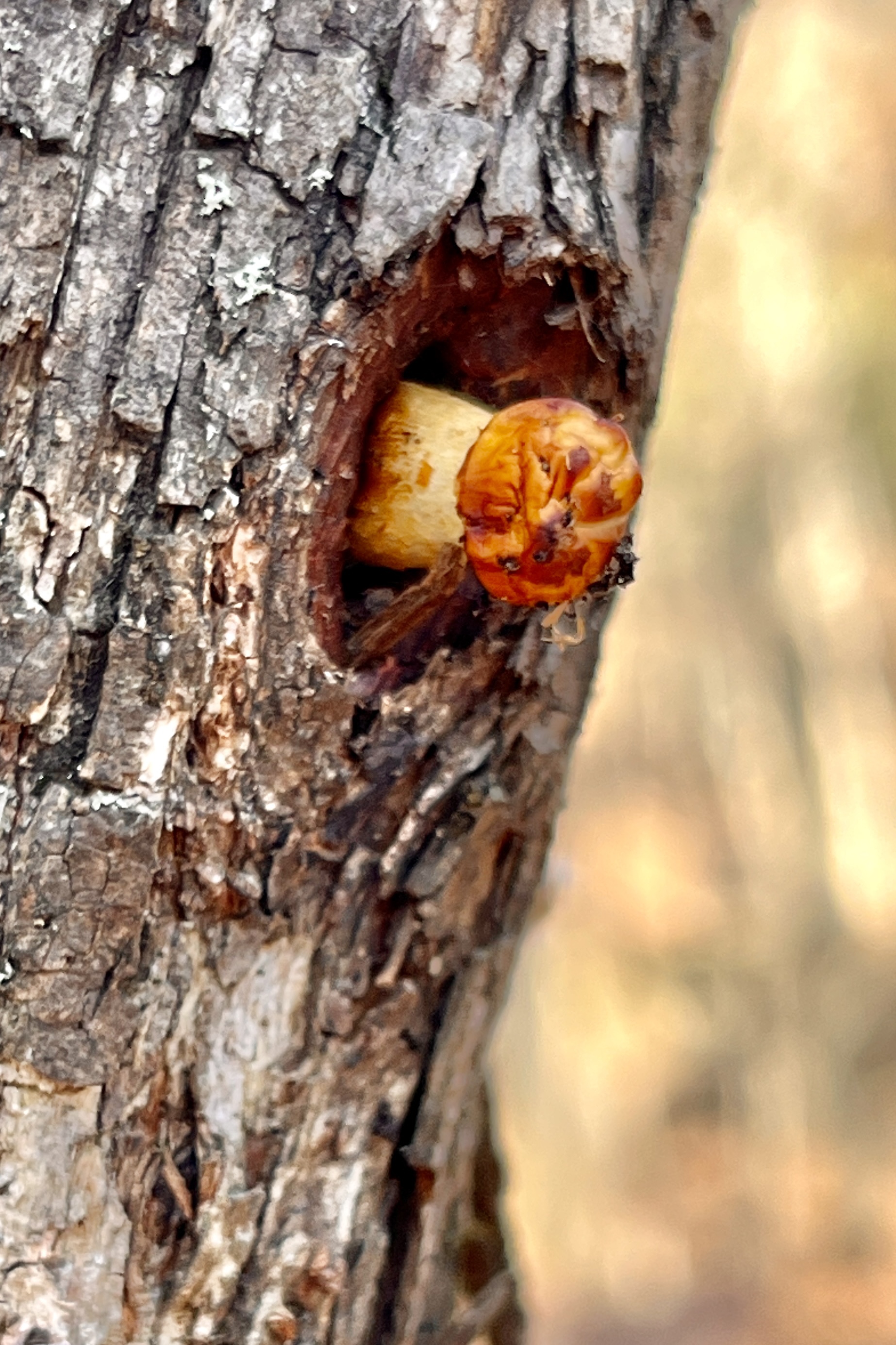 Hiking at Don Robinson State Park | Beetles In The Bush