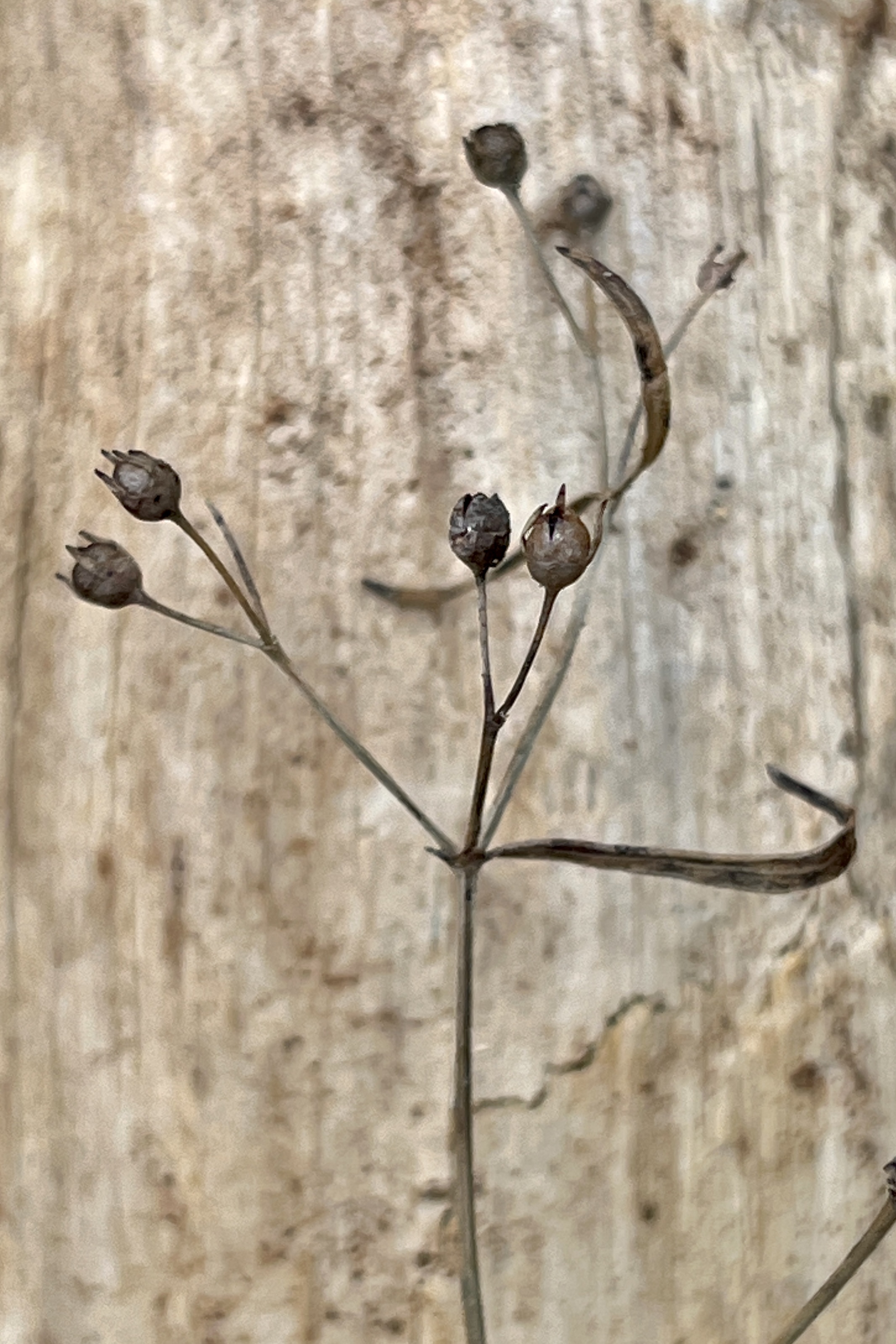 Botanizing at Hawn State Park | Beetles In The Bush
