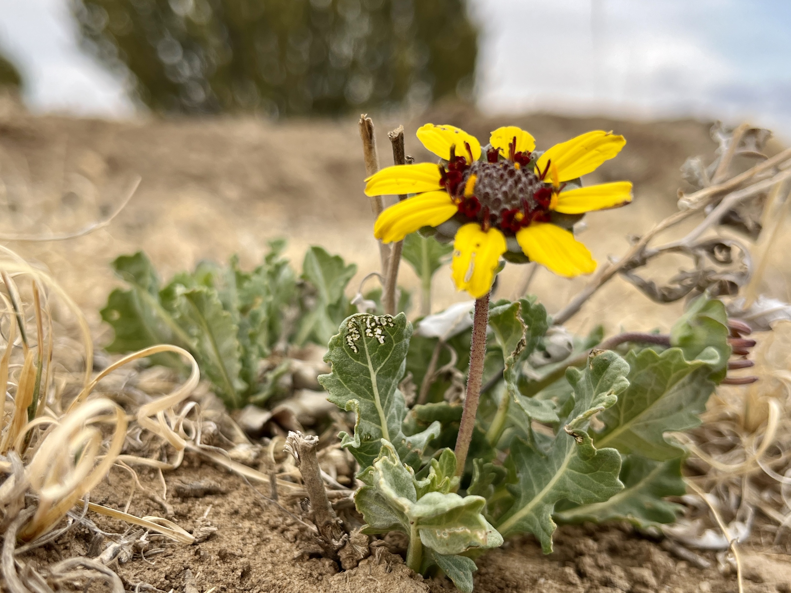 Dinosauria | Beetles In The Bush