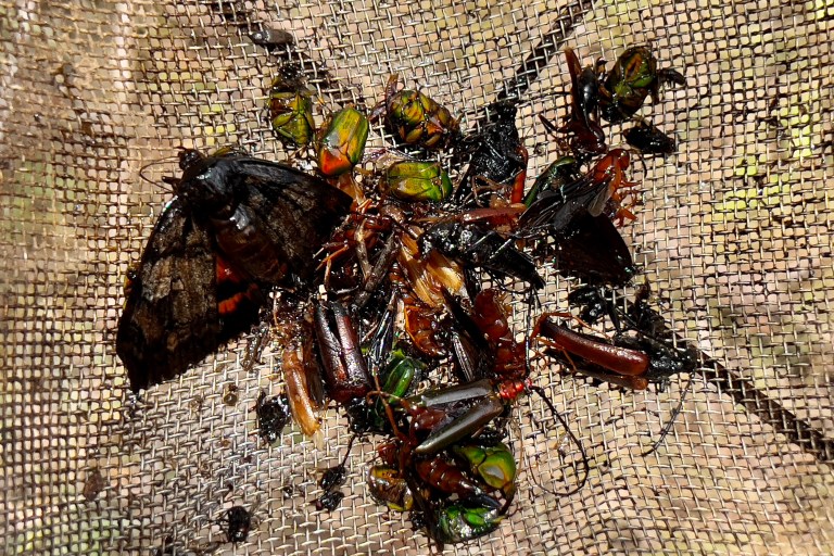 Beetle Collecting 101: “Jug traps” | Beetles In The Bush