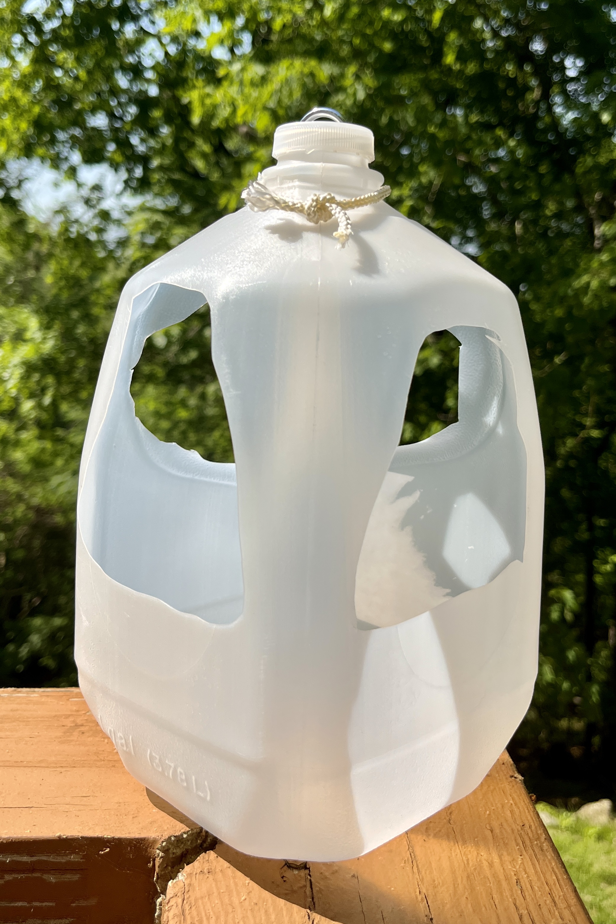 Beetle Collecting 101: “Jug traps” | Beetles In The Bush