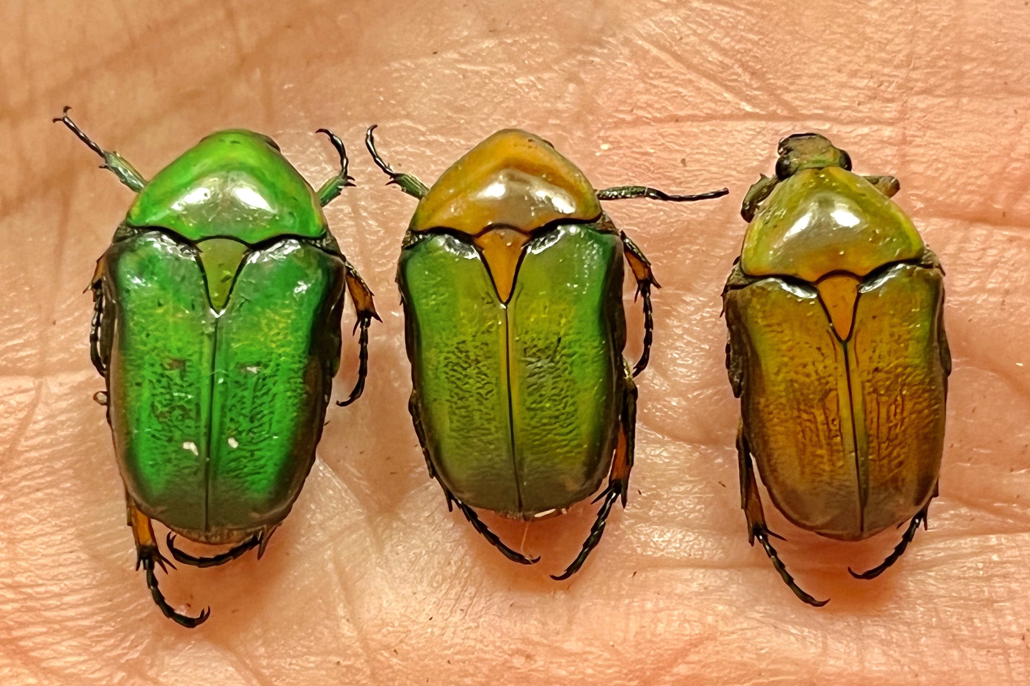 Beetle Collecting 101: “Jug traps” | Beetles In The Bush