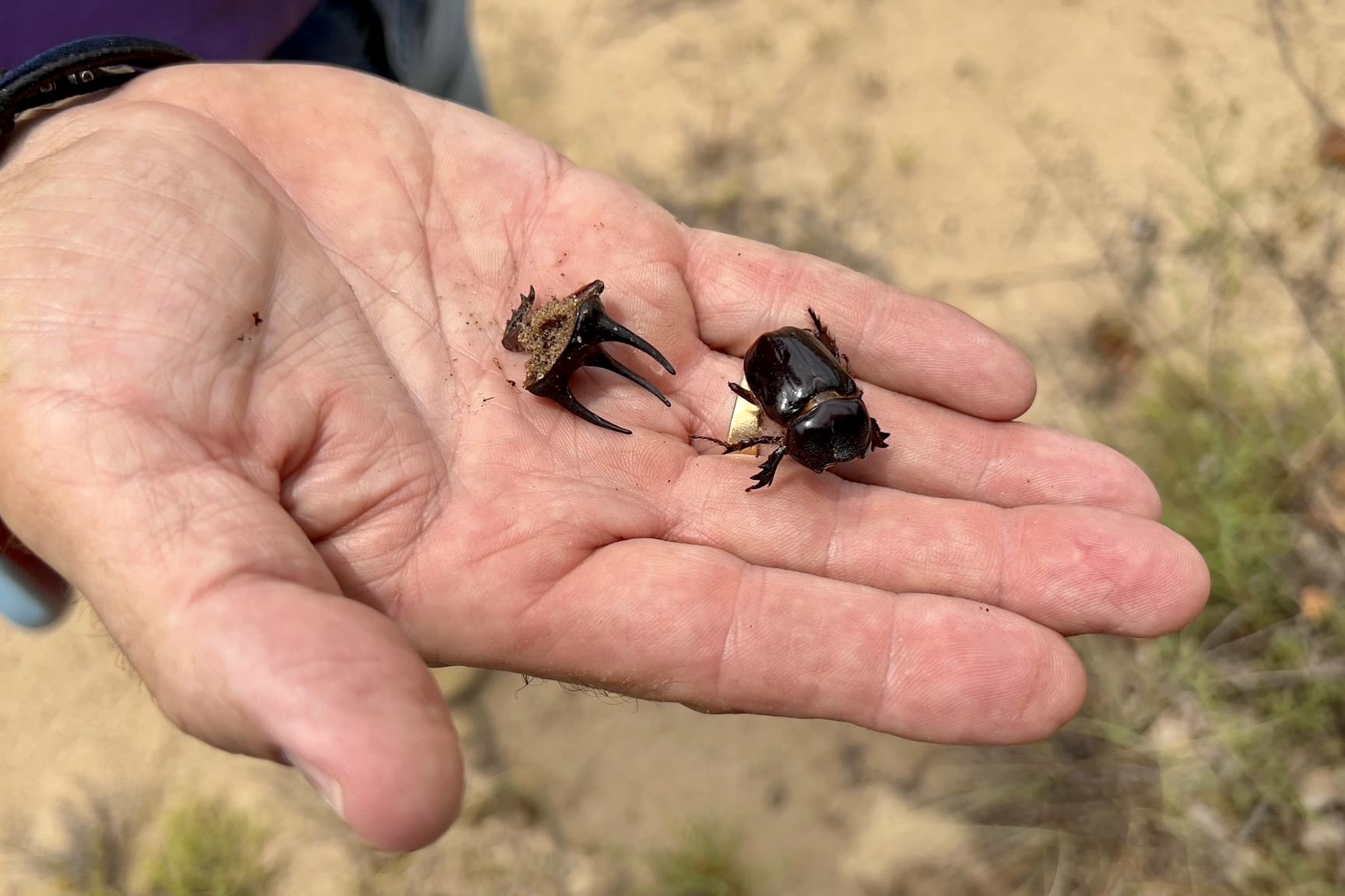 Limacodidae | Beetles In The Bush