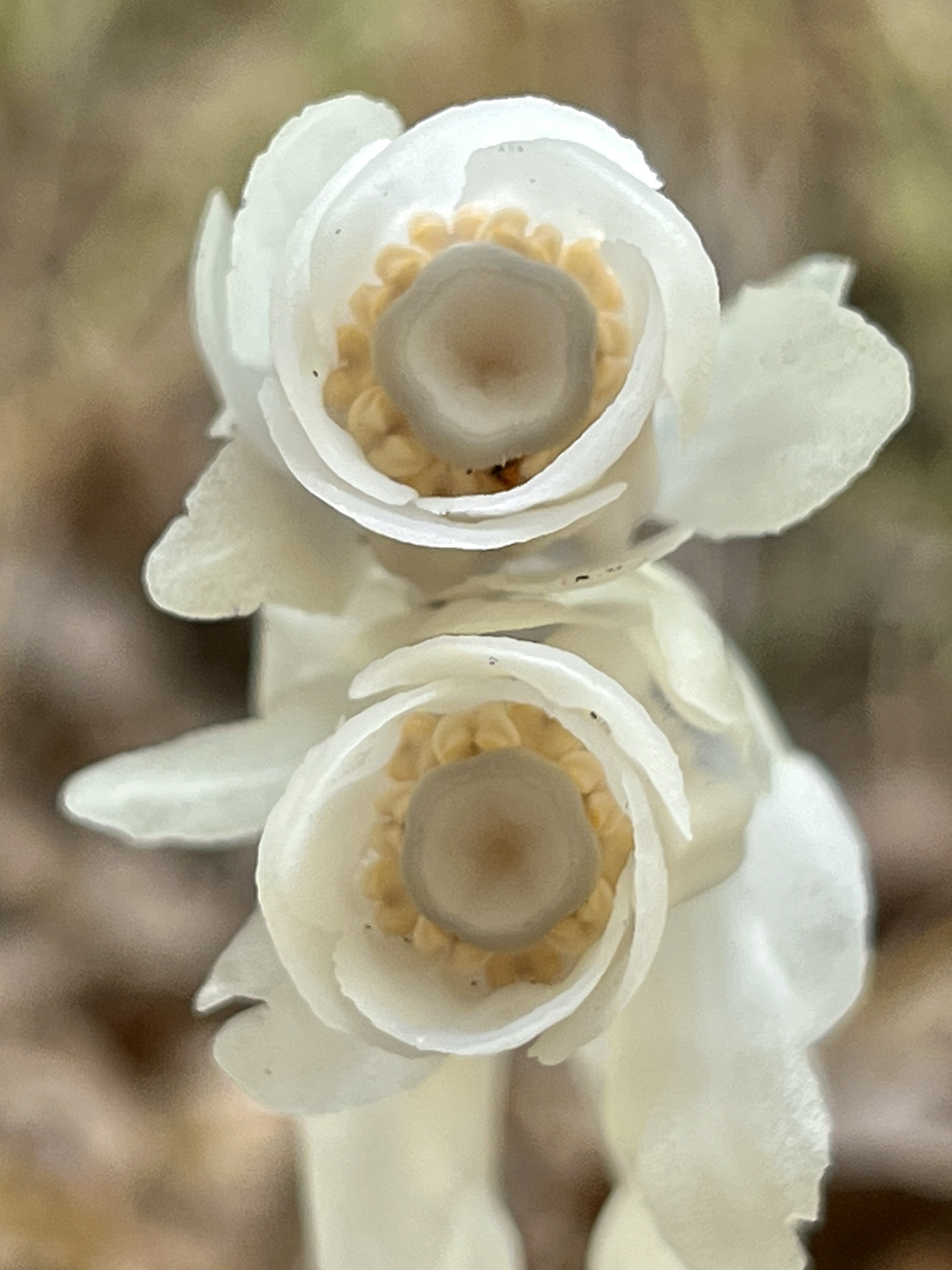 Ghost pipes | Beetles In The Bush
