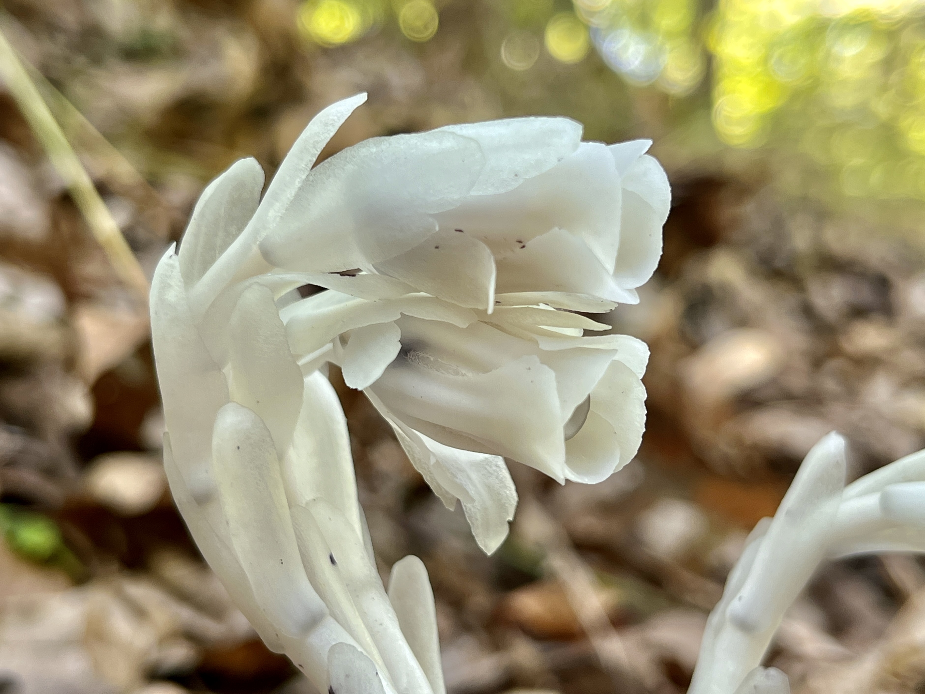 Ghost pipes | Beetles In The Bush
