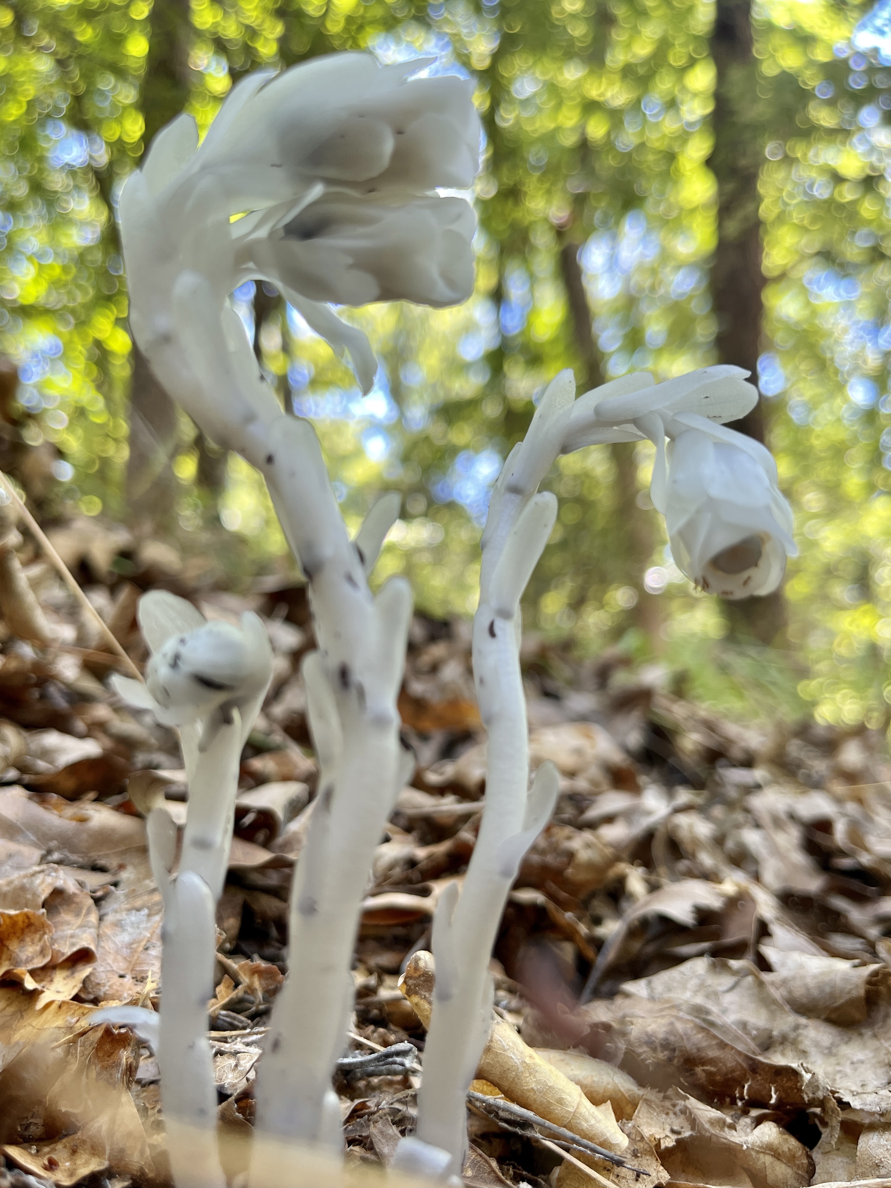 Ghost pipes | Beetles In The Bush