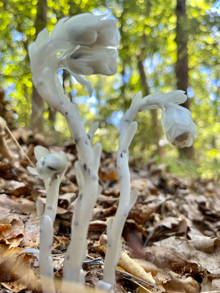 Ghost pipes | Beetles In The Bush