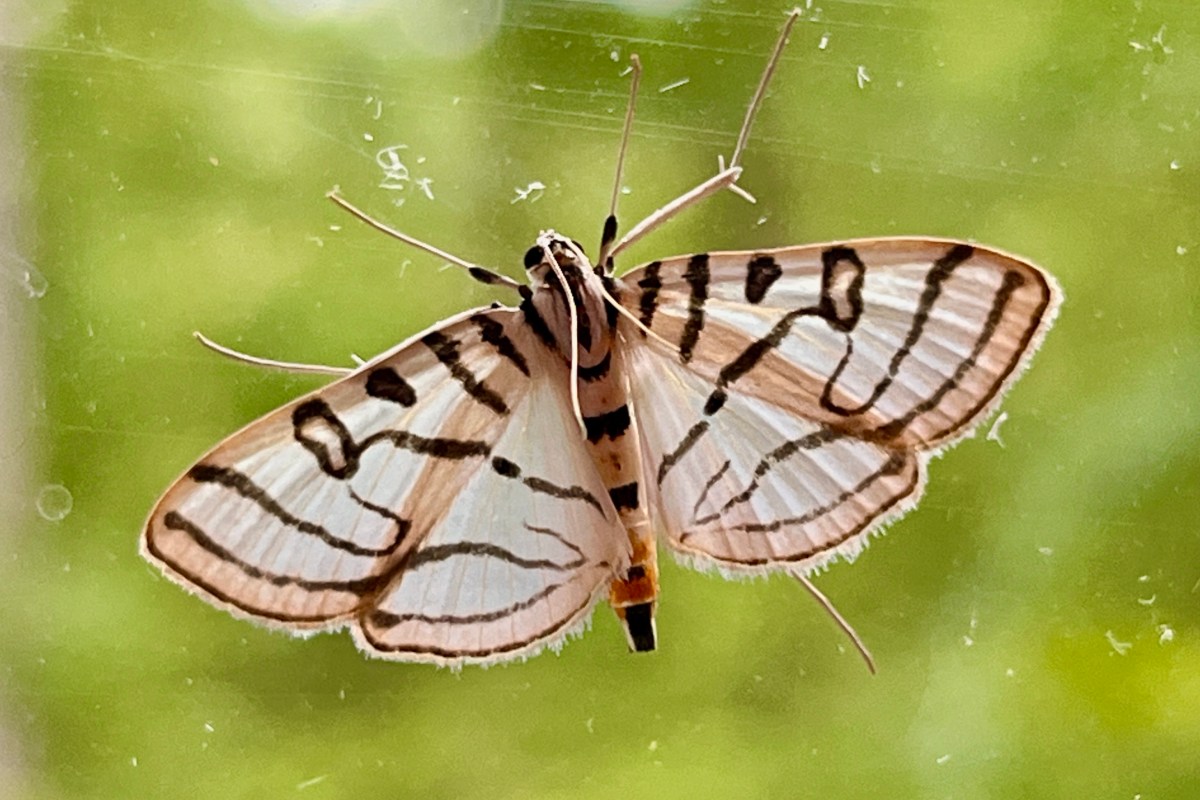 What’s black and white and… | Beetles In The Bush