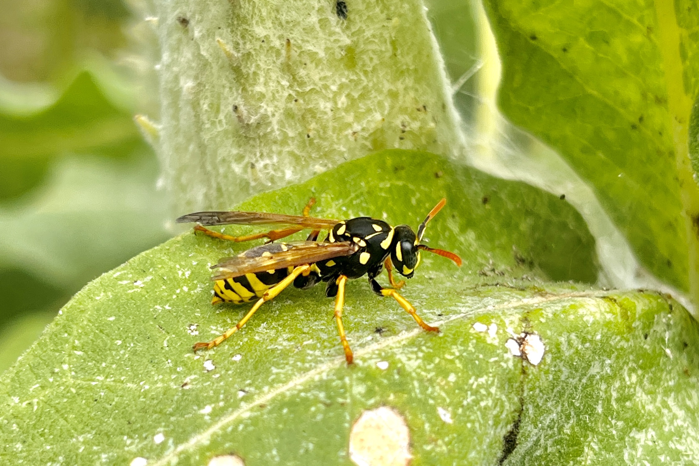 A rare opportunity to do fall insect collecting in western North ...