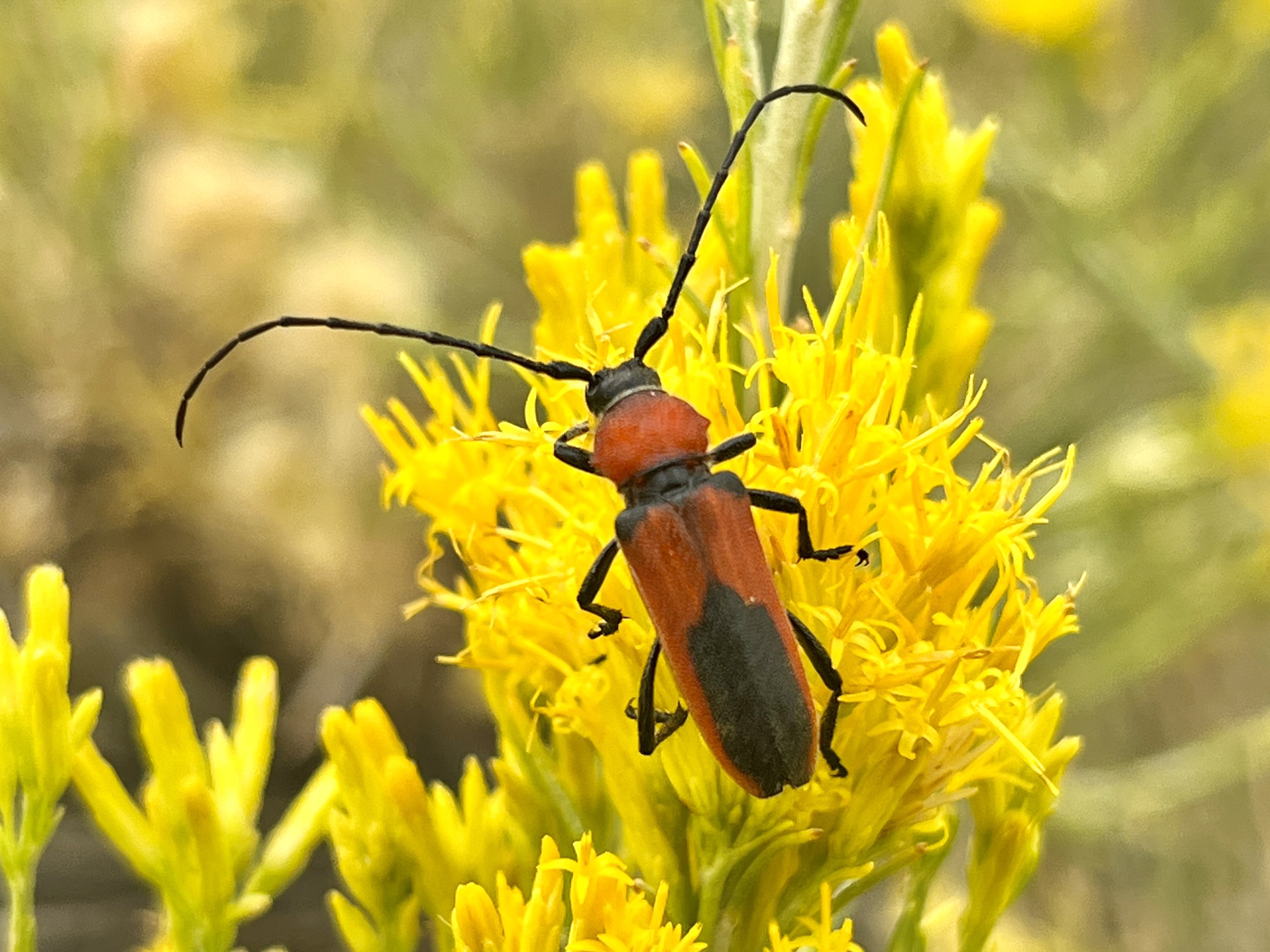 A rare opportunity to do fall insect collecting in western North ...