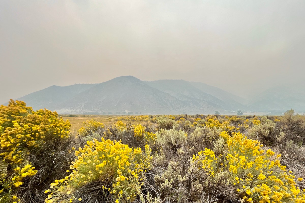 A rare opportunity to do fall insect collecting in western North ...
