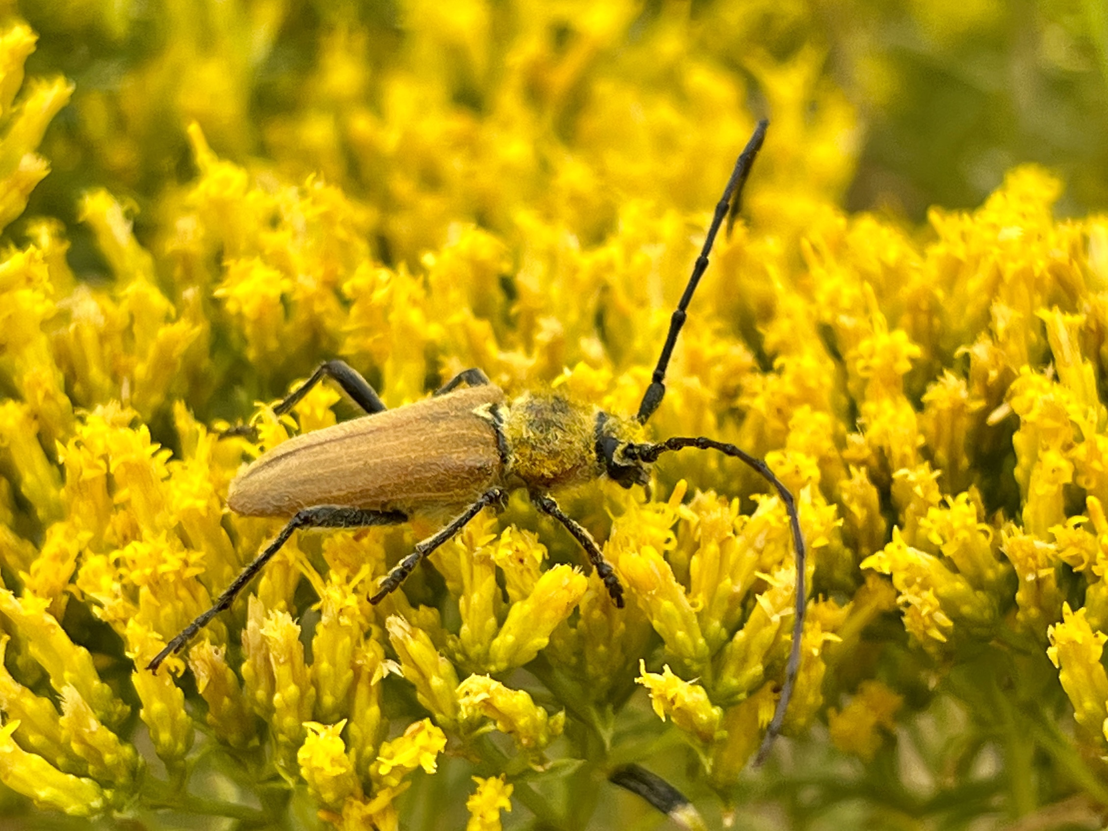 A rare opportunity to do fall insect collecting in western North ...