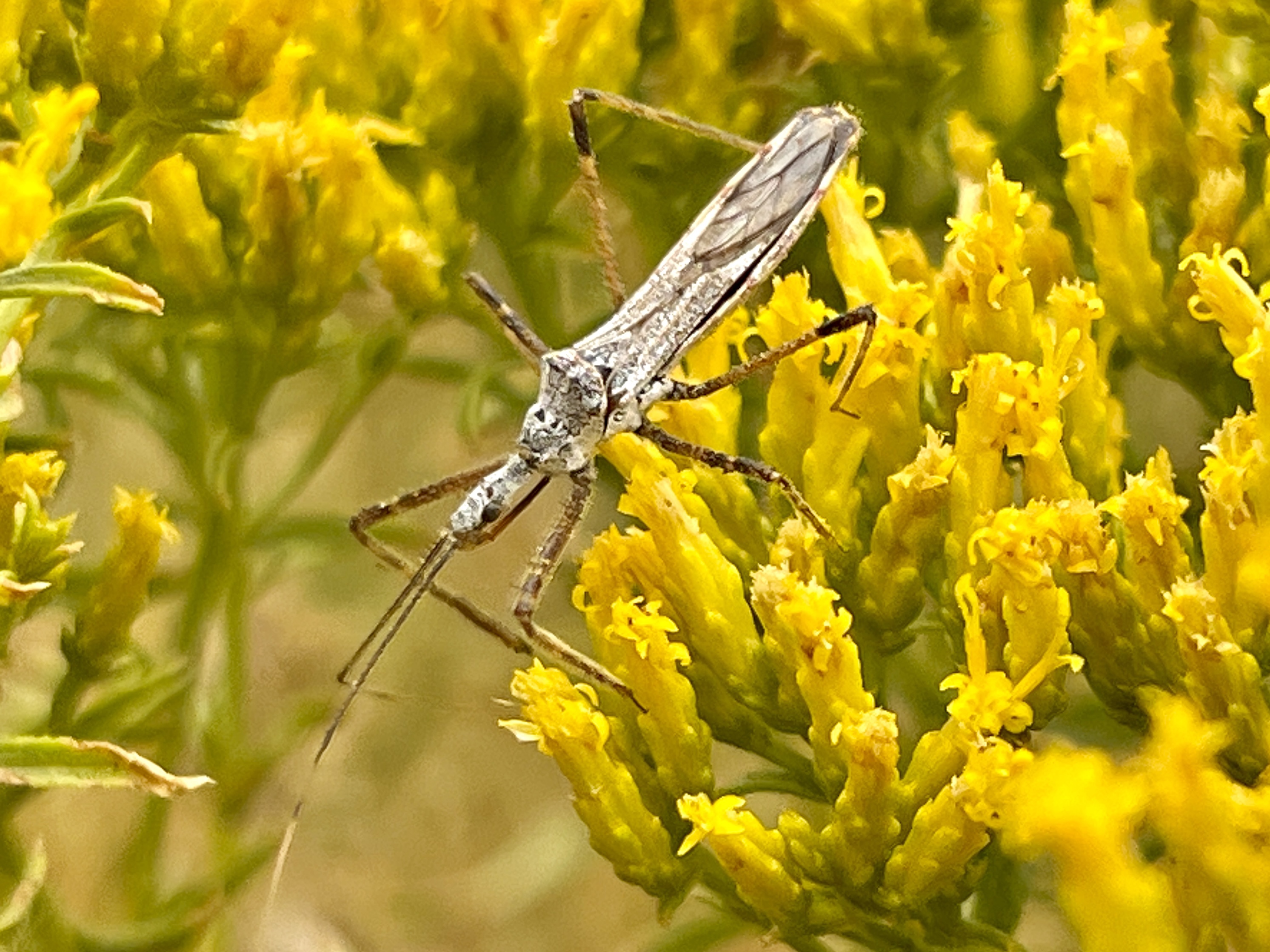 A rare opportunity to do fall insect collecting in western North ...