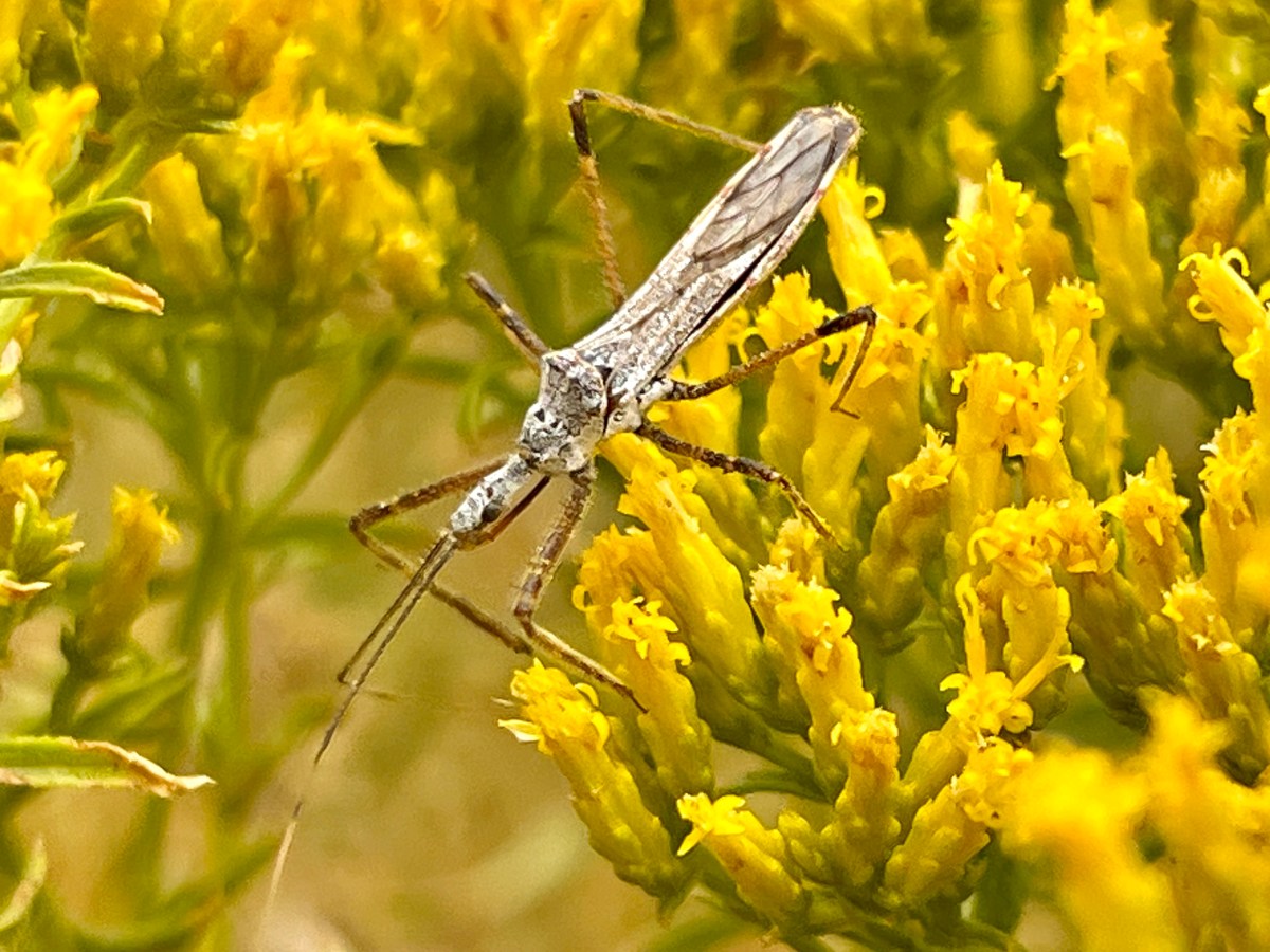 A rare opportunity to do fall insect collecting in western North ...