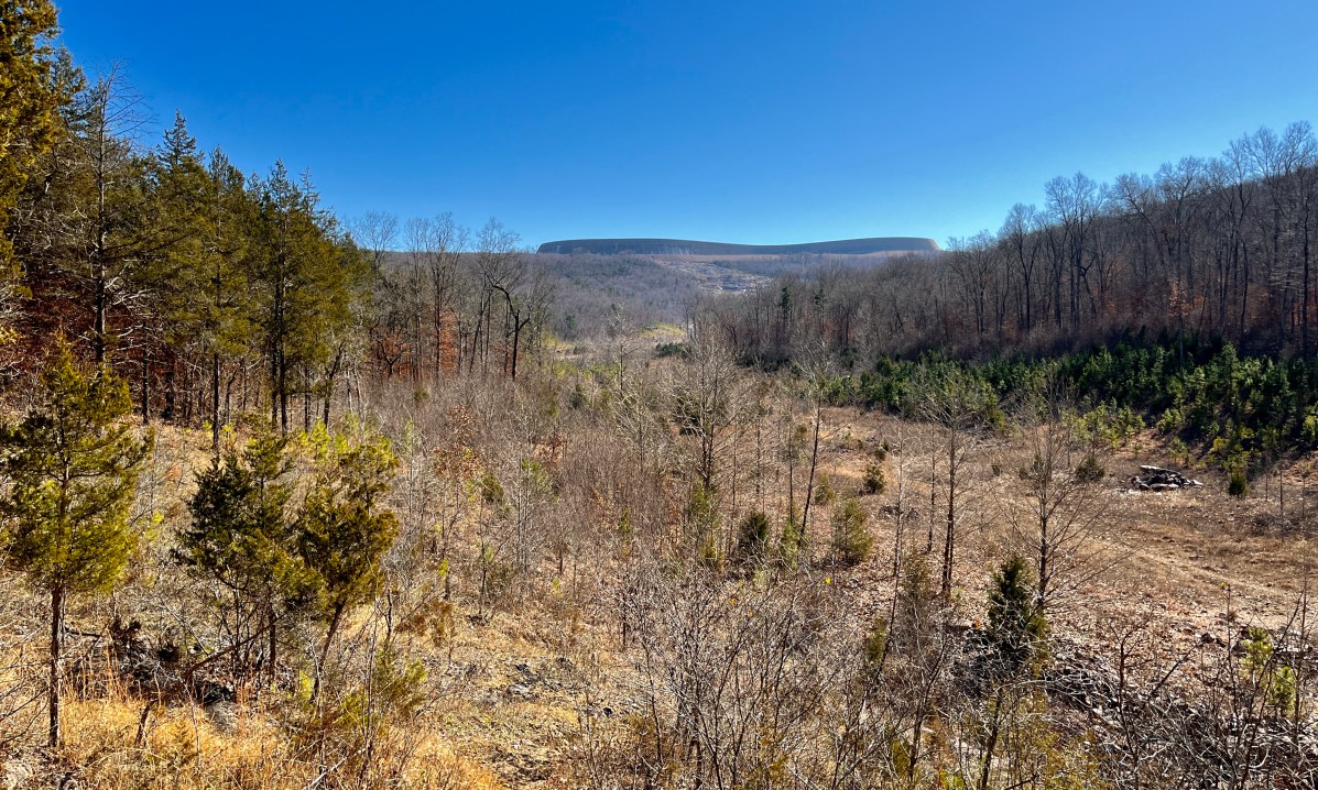Botanizing the Scour Trail at Johnson’s Shut-Ins State Park | Beetles ...
