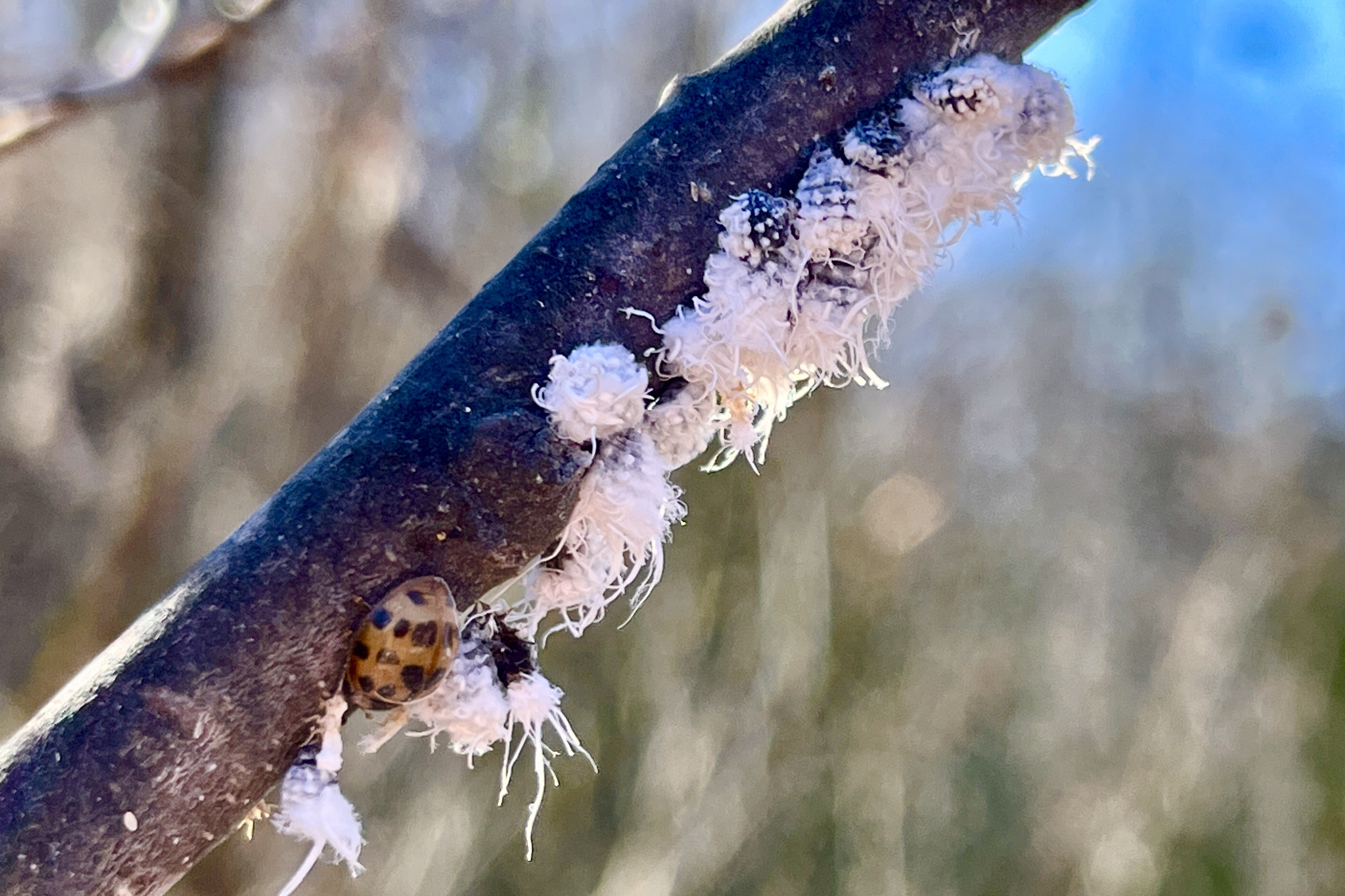 Botanizing the Scour Trail at Johnson’s Shut-Ins State Park | Beetles ...