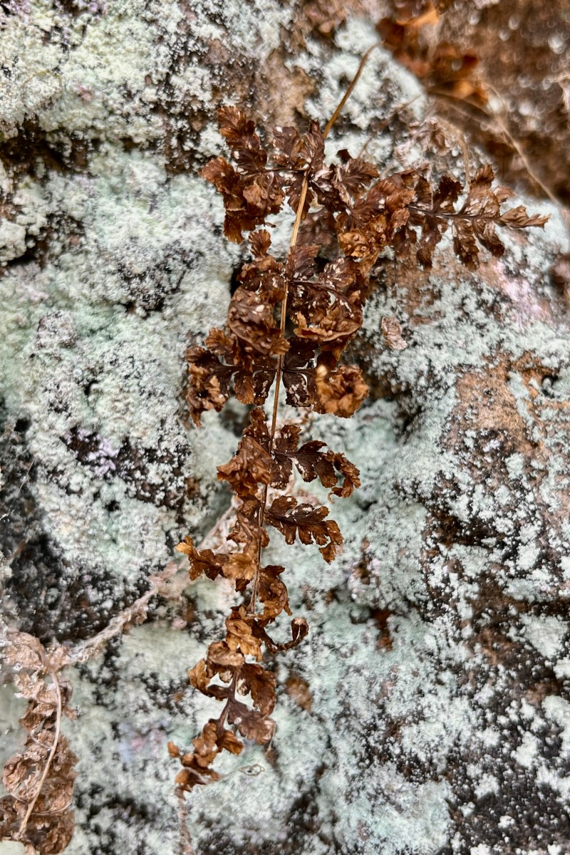 Botanizing at Meramec State Park, Natural Wonders Trail | Beetles In ...