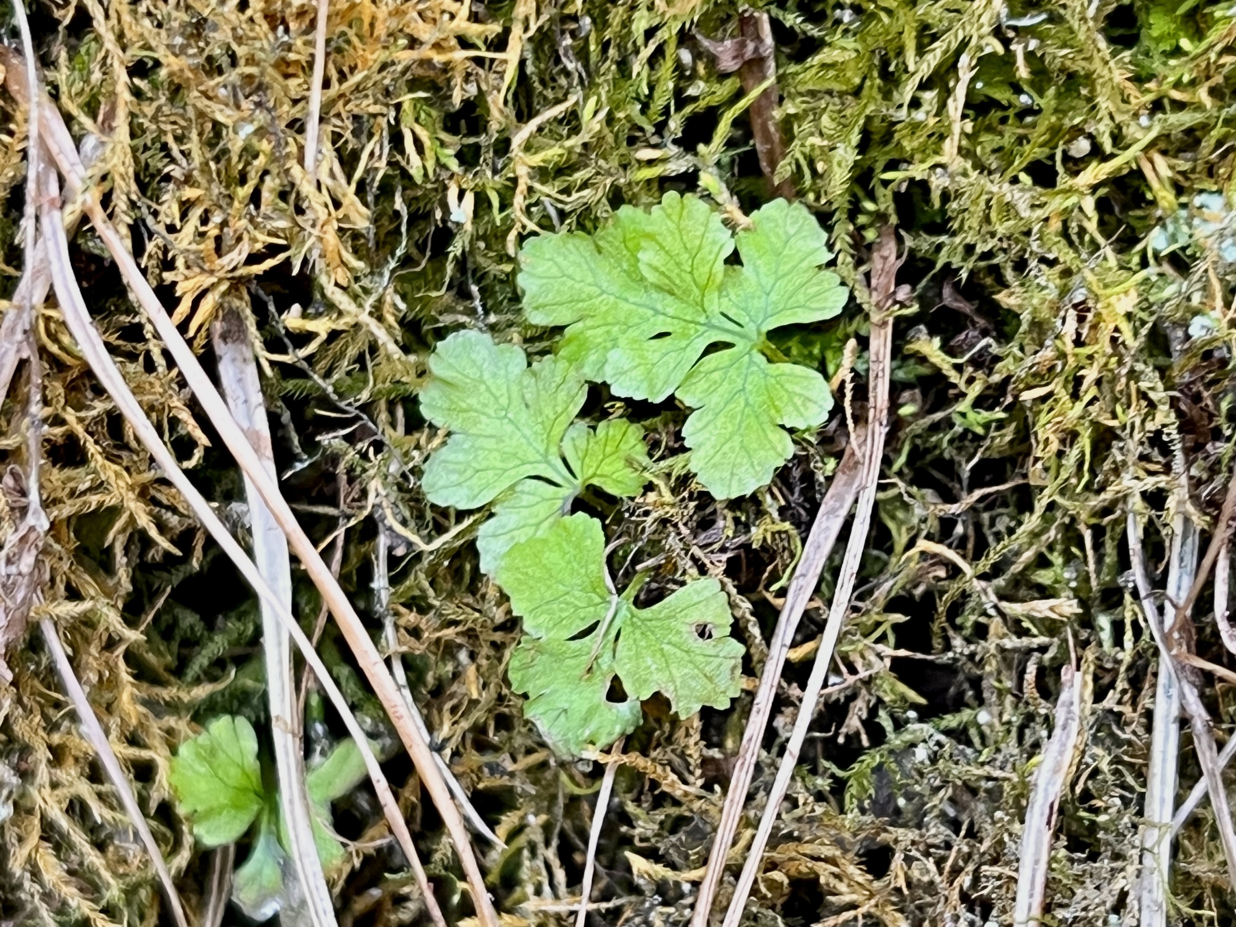 Botanizing at Meramec State Park, Natural Wonders Trail | Beetles In ...