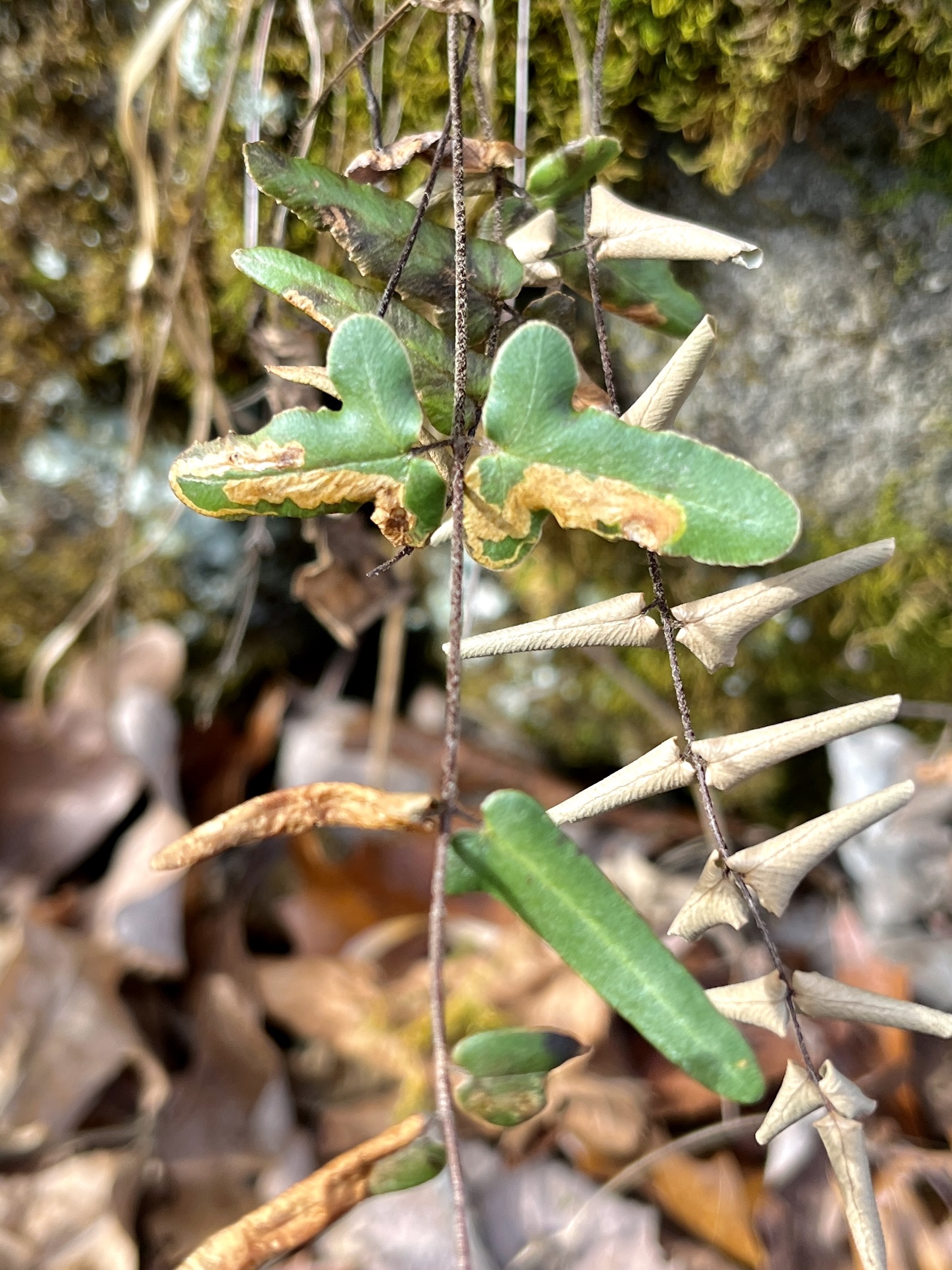 Botanizing at Meramec State Park, Natural Wonders Trail | Beetles In ...