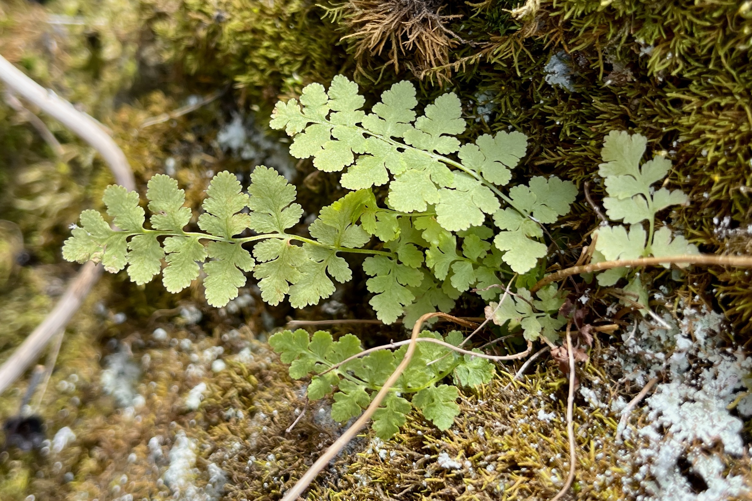 Botanizing at Meramec State Park, Natural Wonders Trail | Beetles In ...