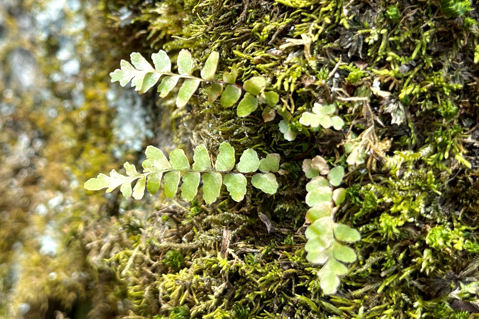 Botanizing at Meramec State Park, Natural Wonders Trail | Beetles In ...
