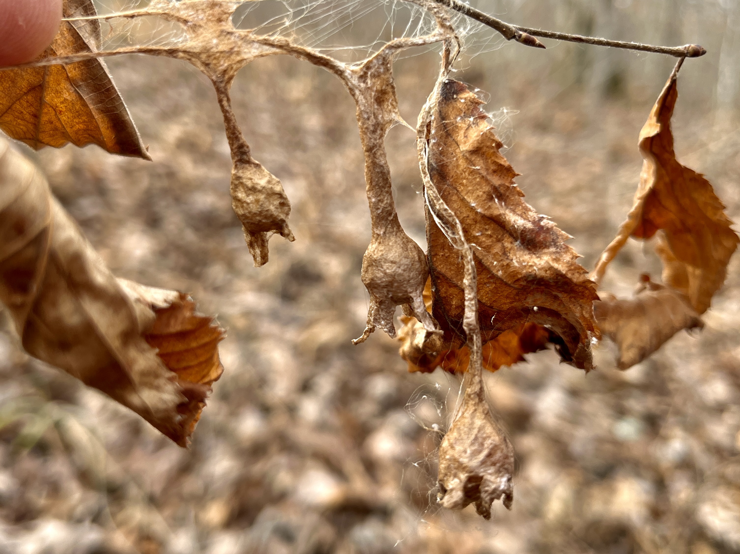 Botanizing at Meramec State Park, Natural Wonders Trail | Beetles In ...
