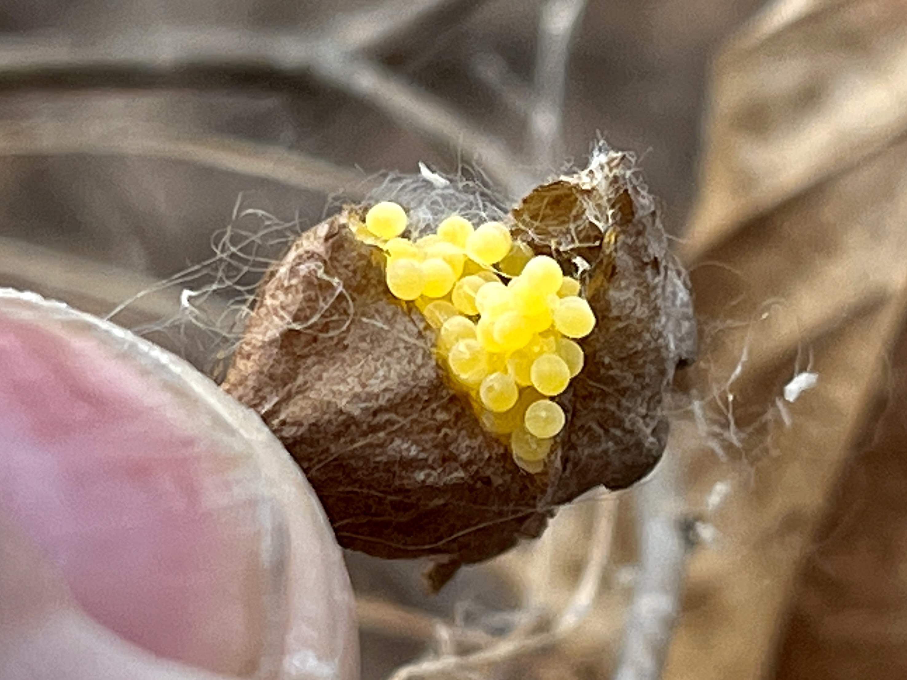 Botanizing at Meramec State Park, Natural Wonders Trail | Beetles In ...